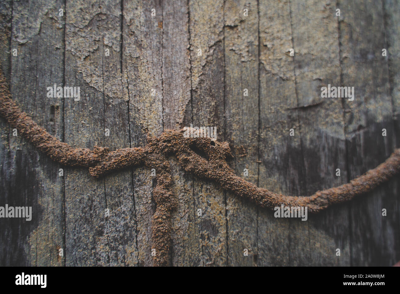 Termite Infested. Close up on termite infested wood Stock Photo - Alamy