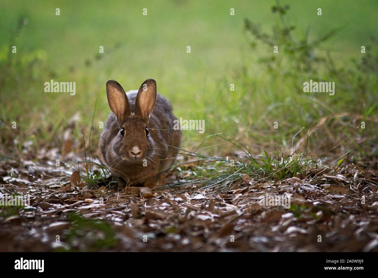 Shy rabbit in the wood Stock Photo - Alamy