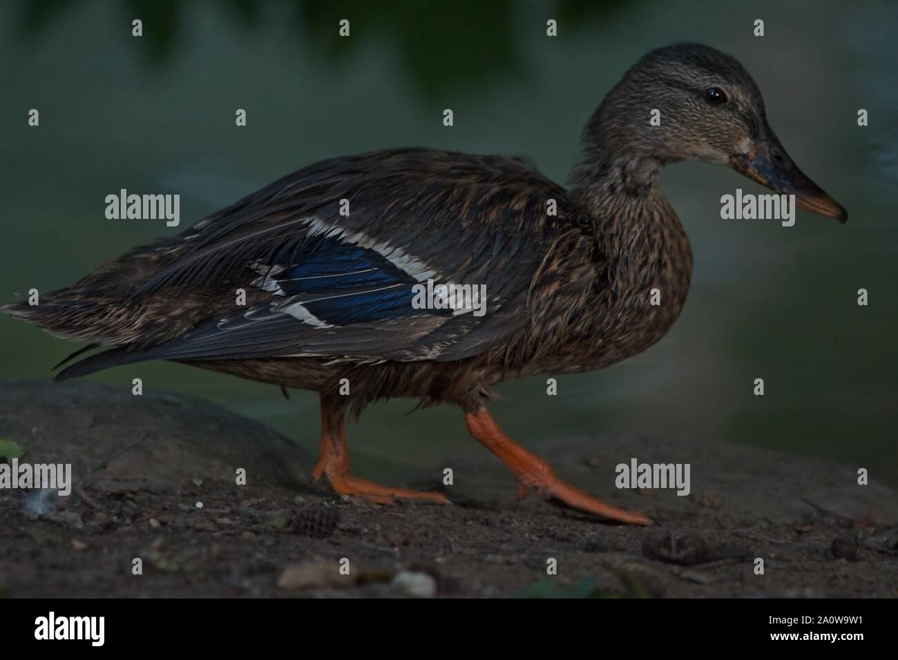 Duck at evening Stock Photo - Alamy
