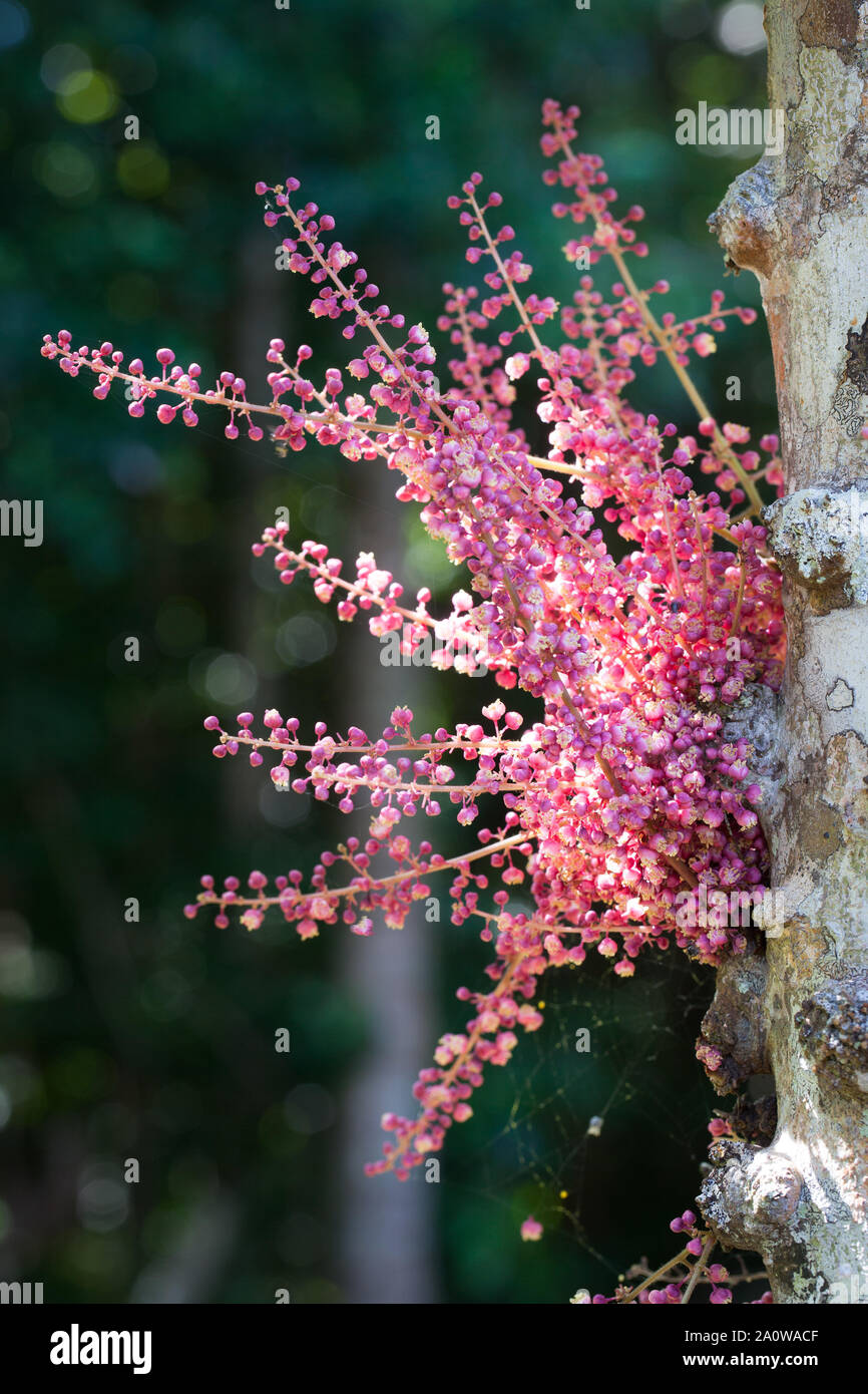 Lepiderema hirsuta hi-res stock photography and images - Alamy