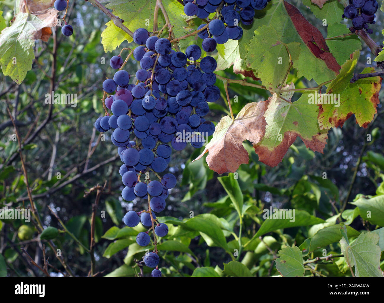 Table grapes pergola in Sardinia countryside Stock Photo - Alamy