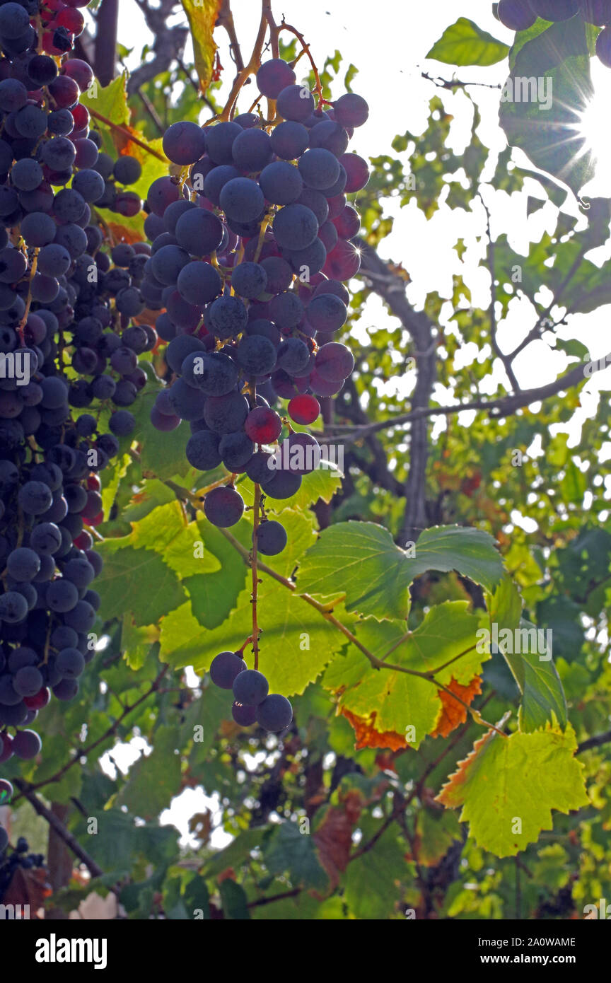 Table grapes pergola in Sardinia countryside Stock Photo - Alamy