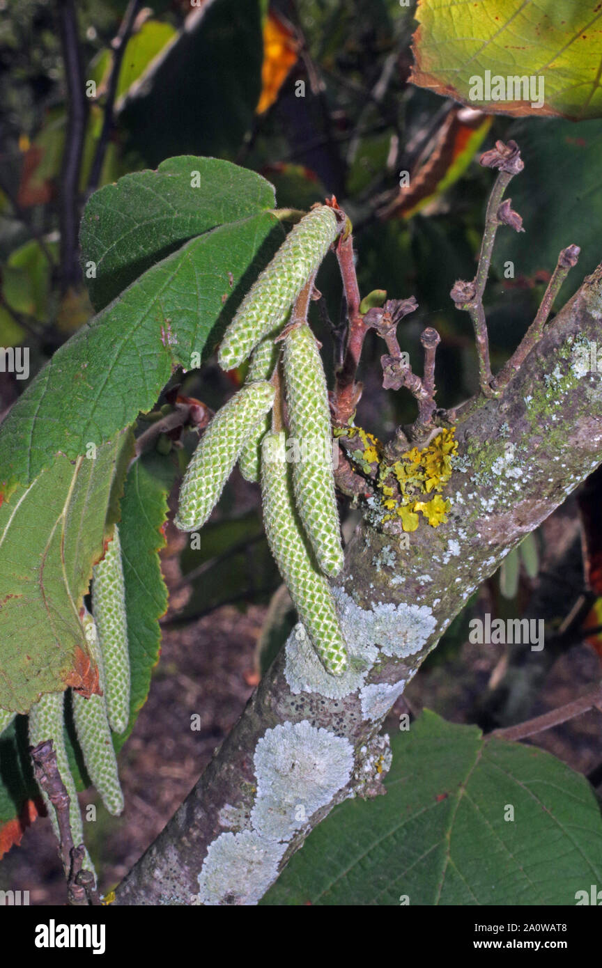 Male flower of a Hazel tree close-up Stock Photo - Alamy