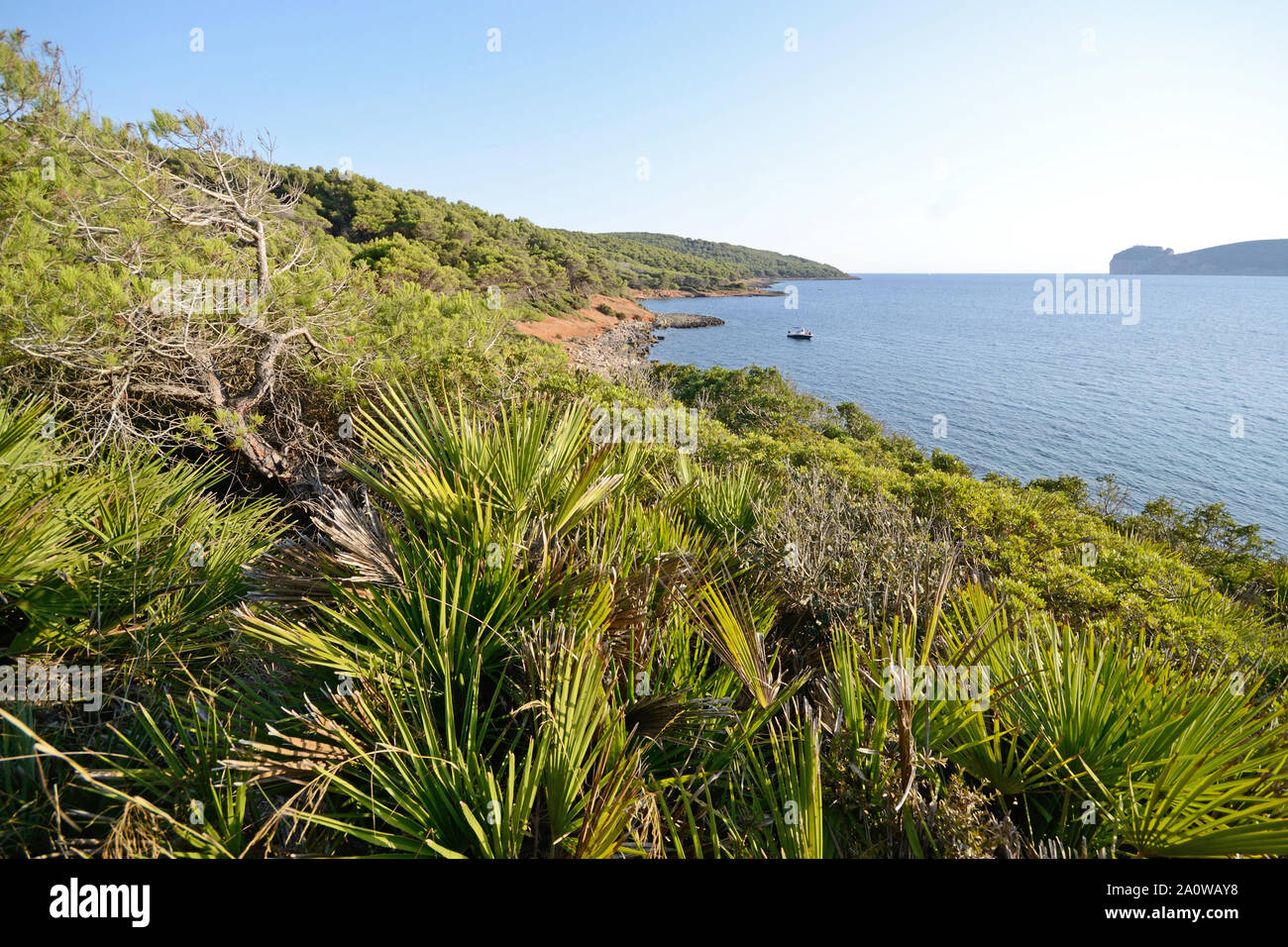 Panoramic view of the coastline of Punta Giglio in the Porto Conte ...