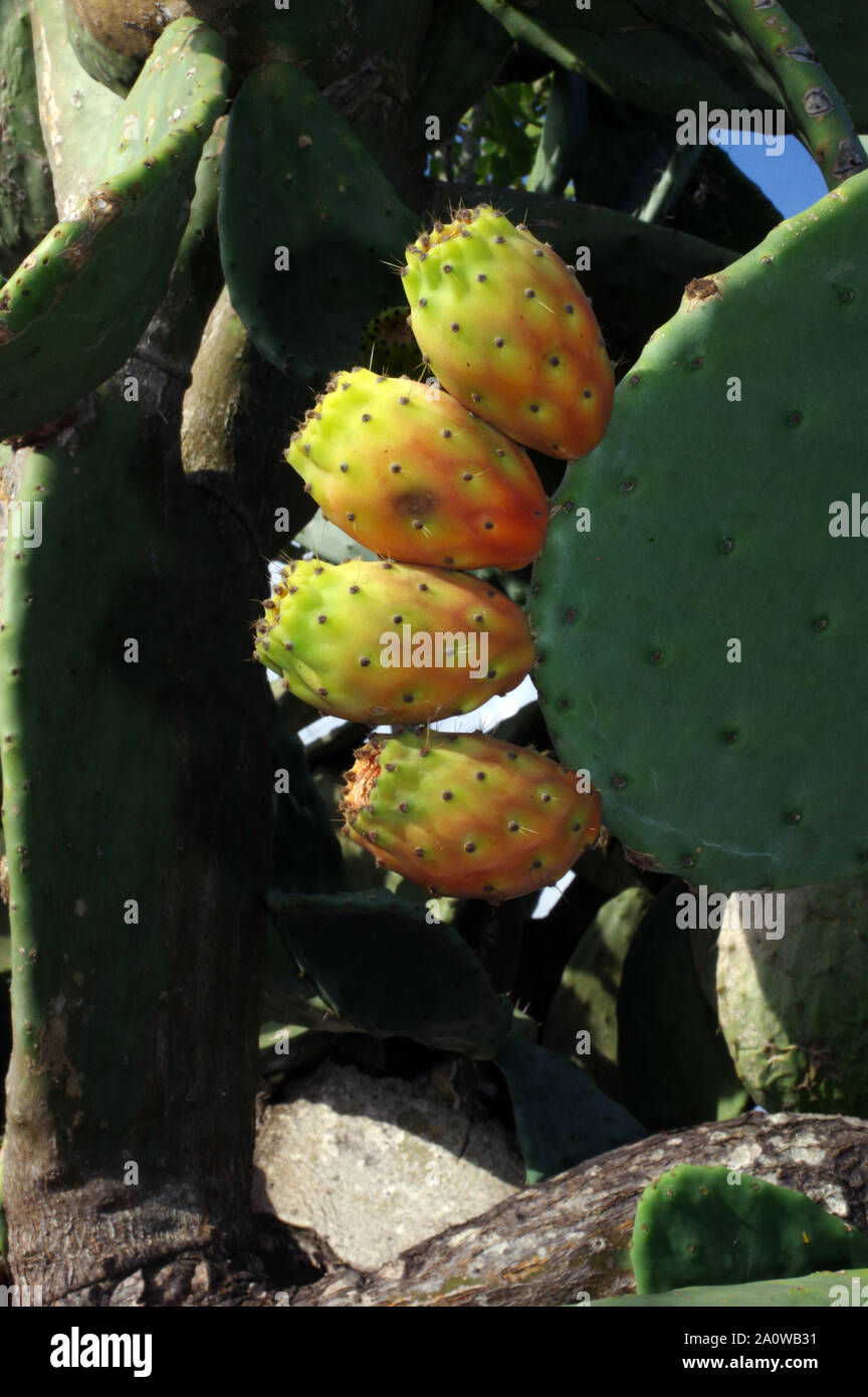 Ficus indica fruits in Sardinia garden Stock Photo - Alamy