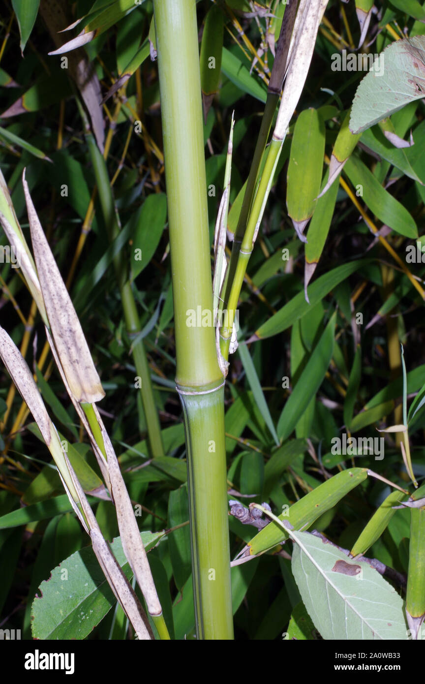 Reed bamboo hi-res stock photography and images - Alamy
