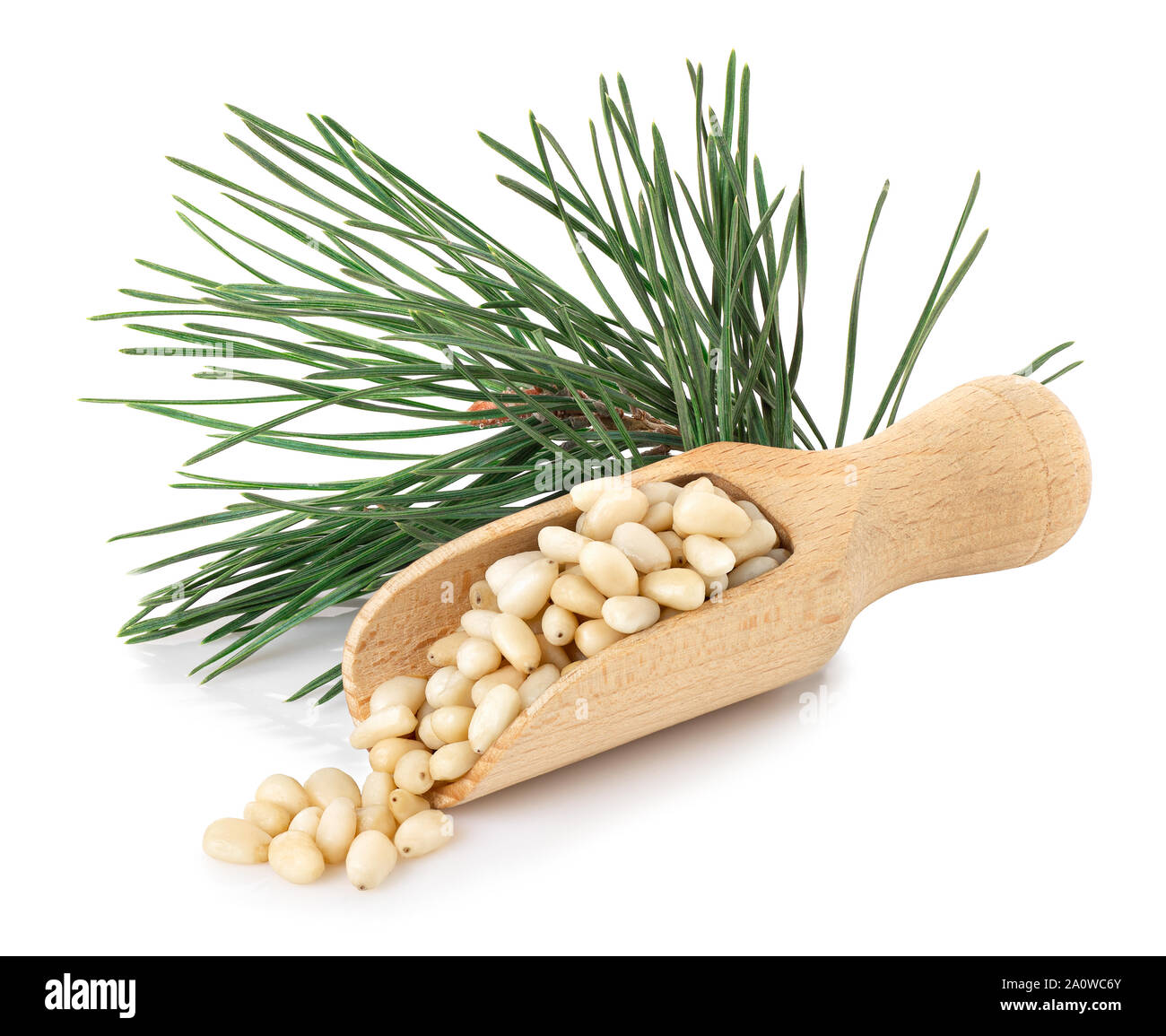 peeled cedar nuts in wooden scoop and pine branch isolated on white ...