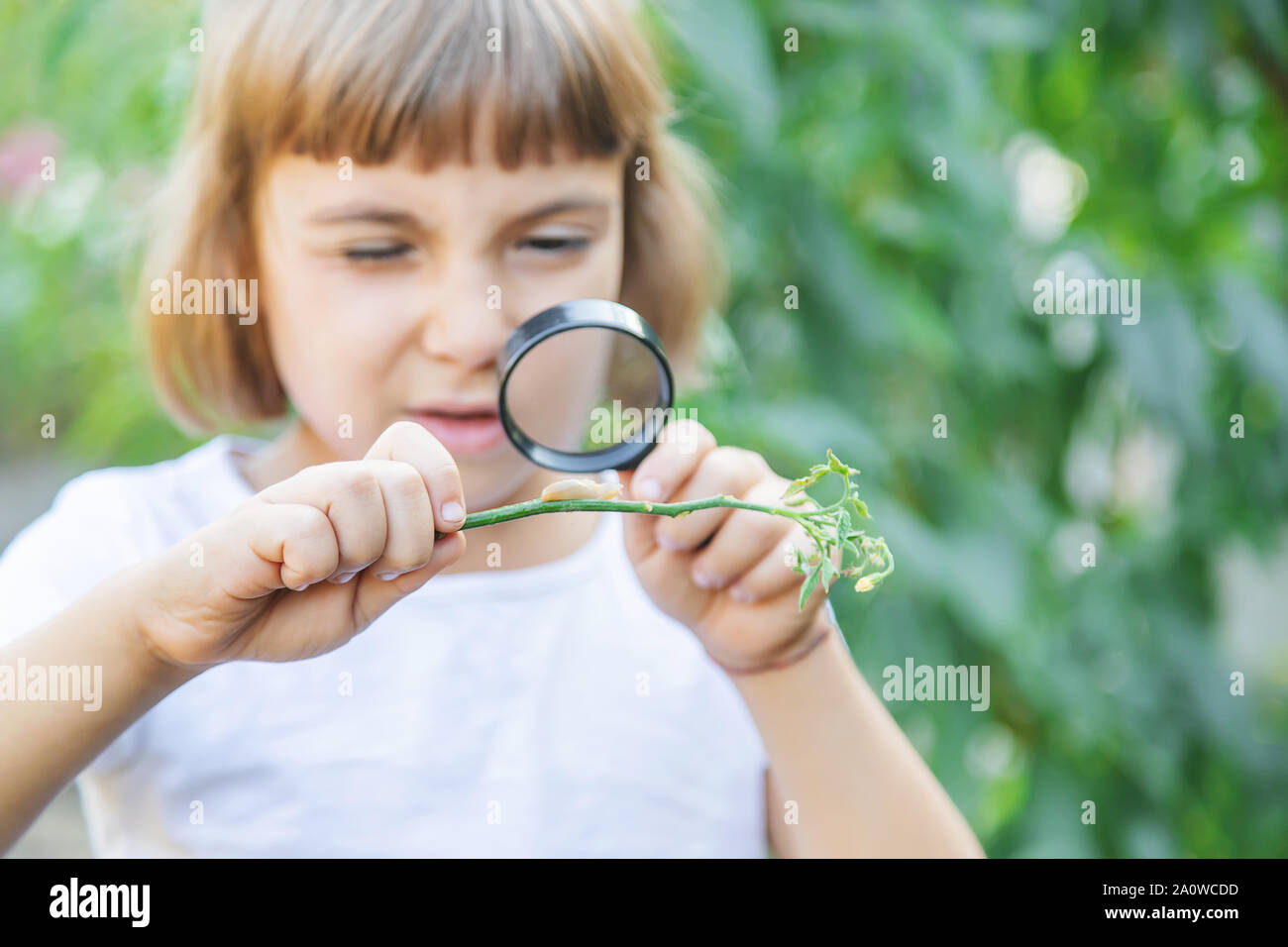 Looking for insects in magnifying glass hi-res stock photography and ...