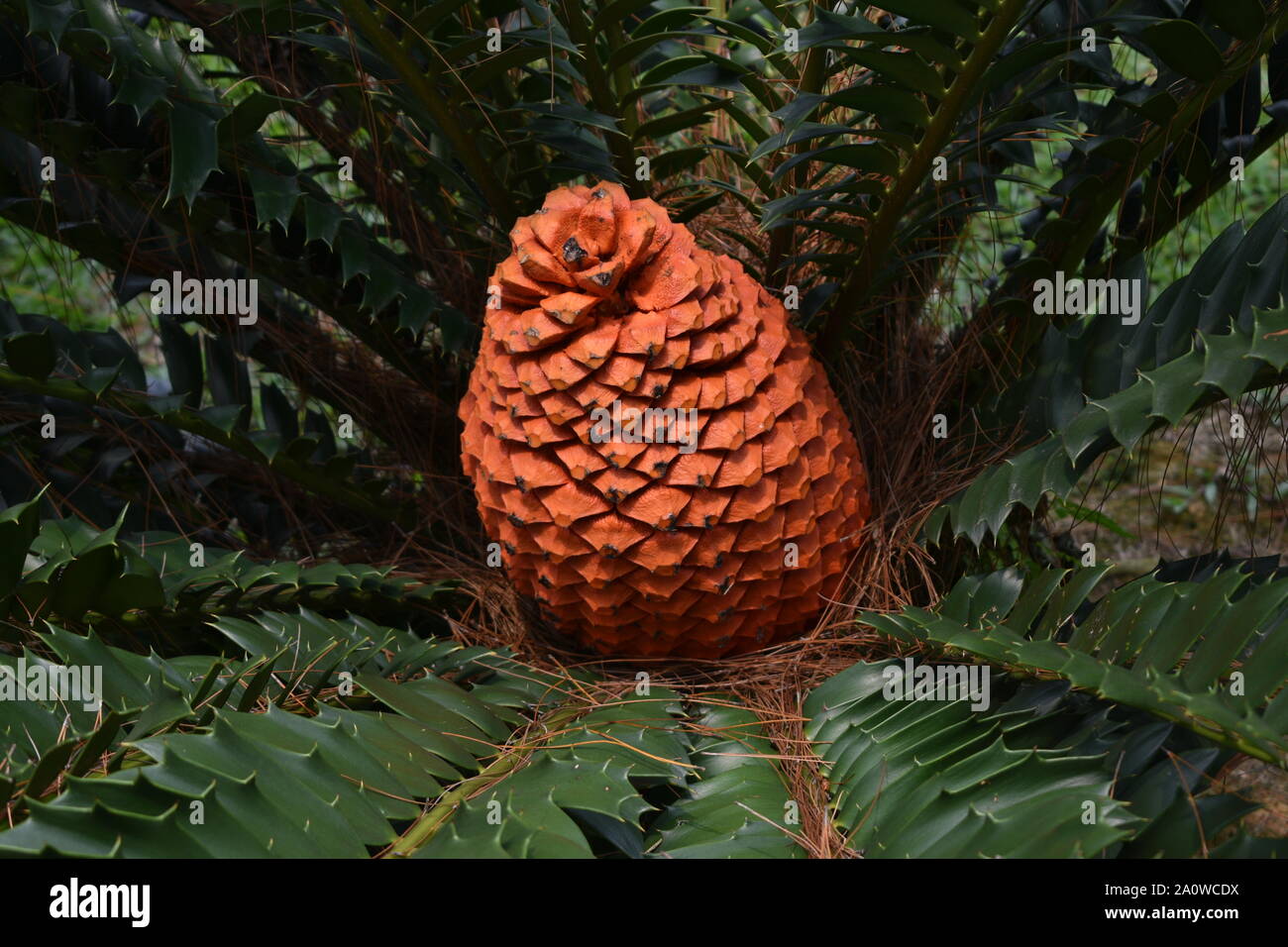 Raretree hi-res stock photography and images - Alamy