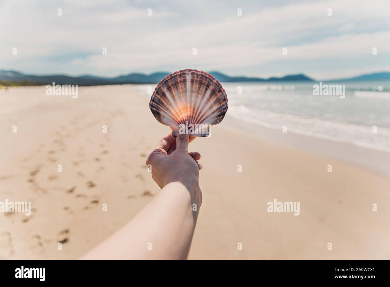 hand holding big colorful shell in front of pristine deserted beach ...