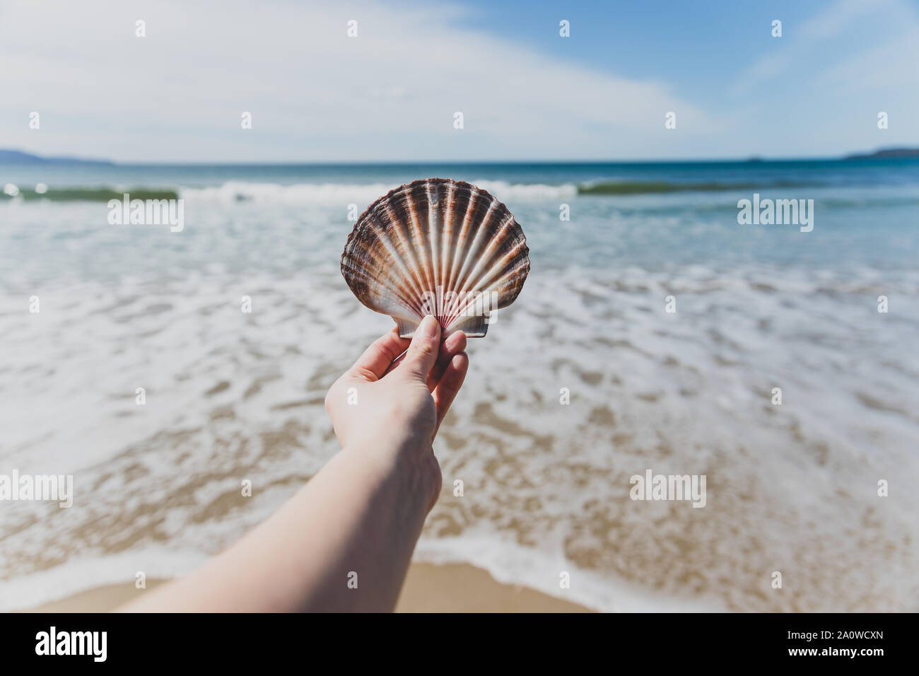 hand holding big colorful shell in front of pristine deserted beach ...