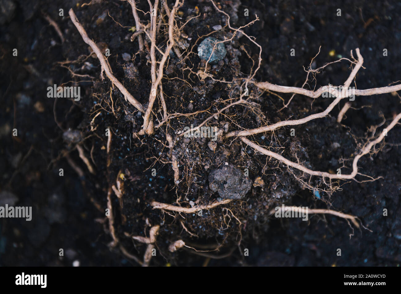 soil and weeds root close-up shot at shallow depth of field ...
