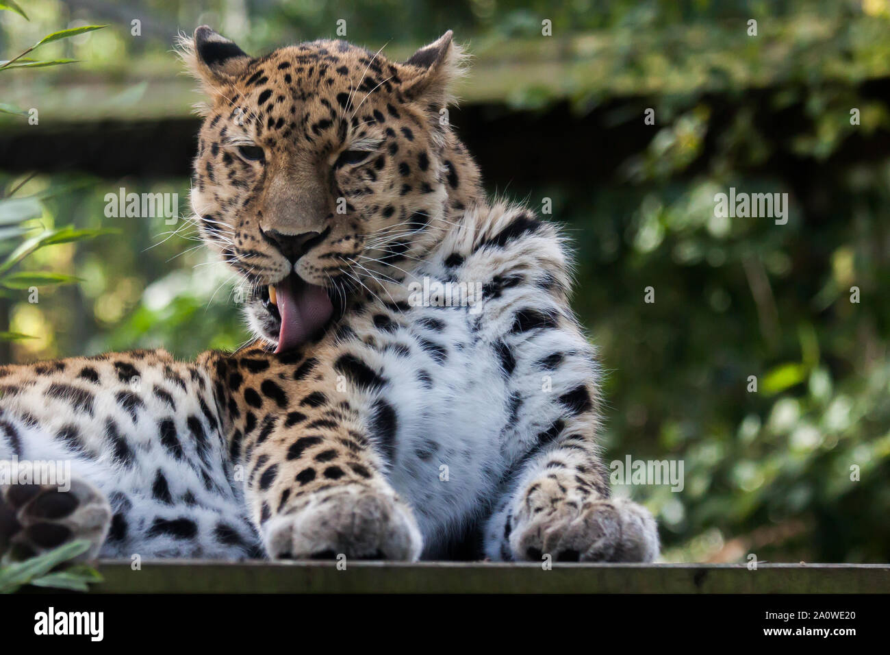 Manchurian leopard hi-res stock photography and images - Alamy