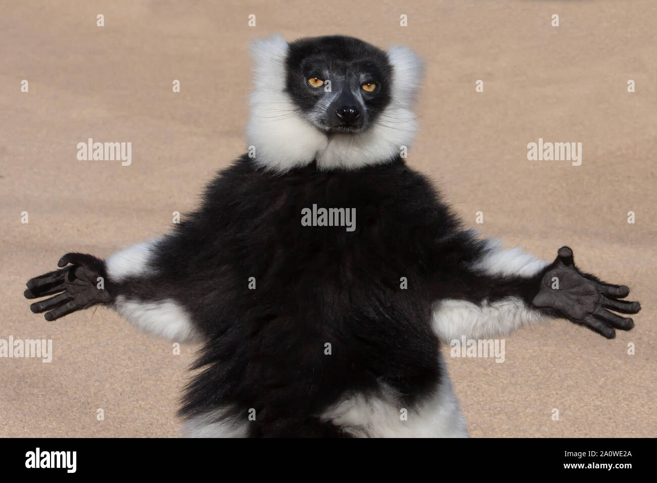 Black and White ruffed lemur Stock Photo - Alamy