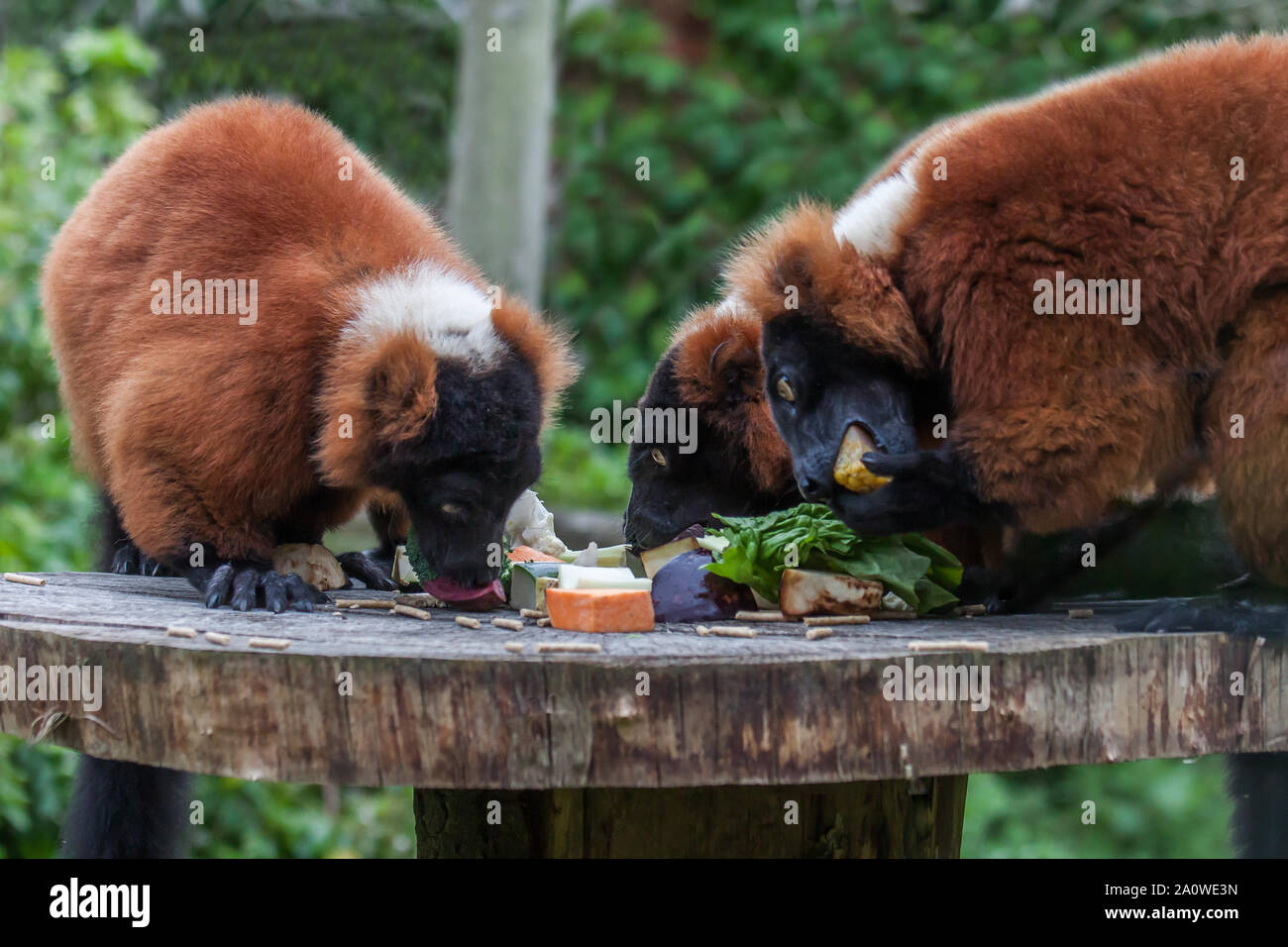 Critically endangered lemur hi-res stock photography and images - Alamy