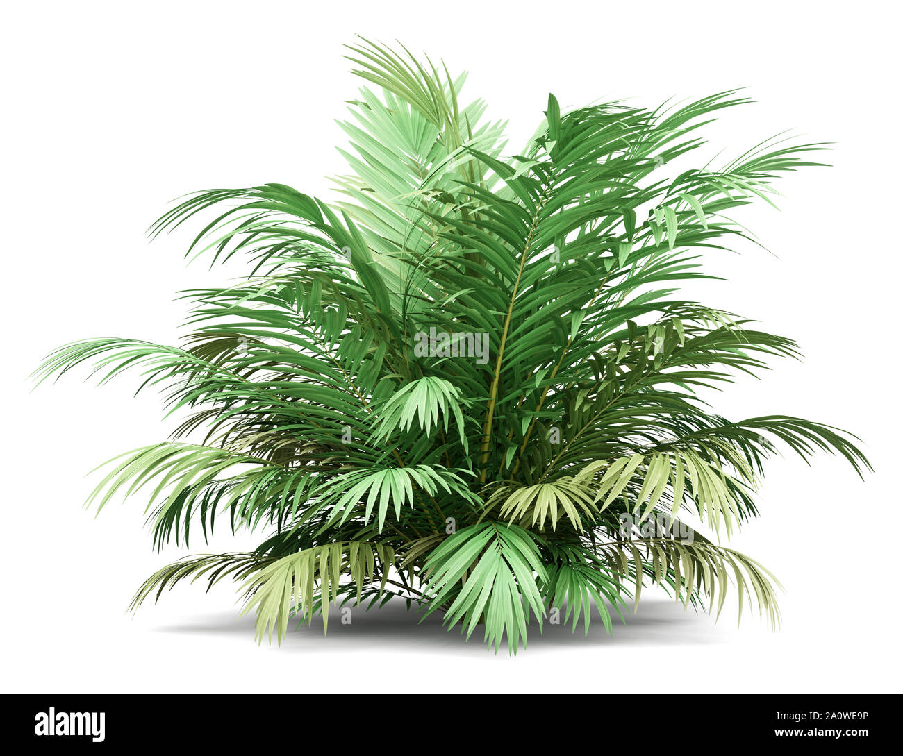 golden cane palm tree isolated on white background. 3d illustration ...