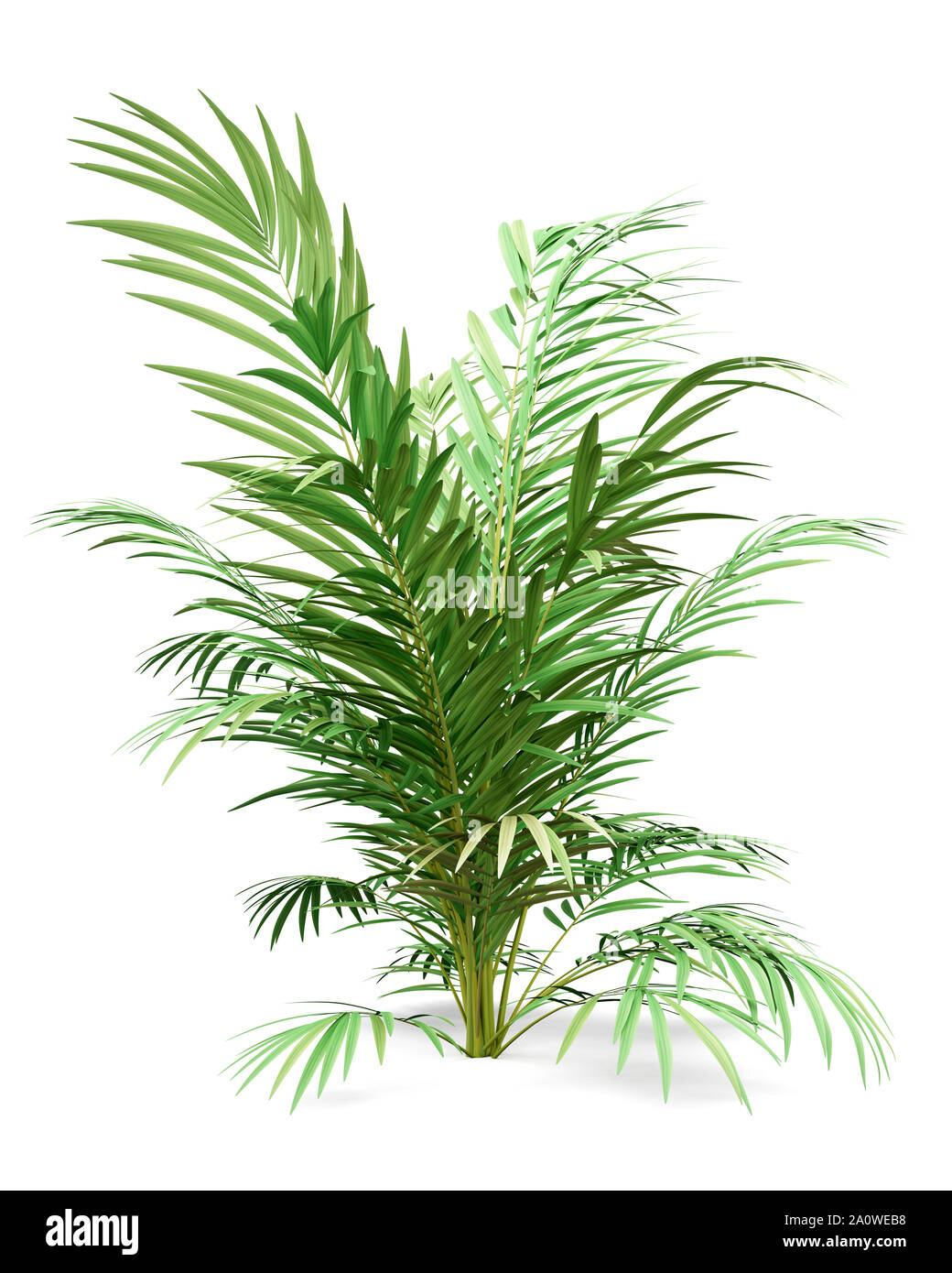 golden cane palm tree isolated on white background. 3d illustration ...