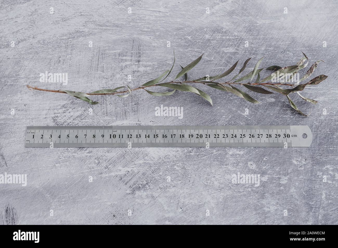 climate change and ecology concept, ruler measuring size of dry branch ...
