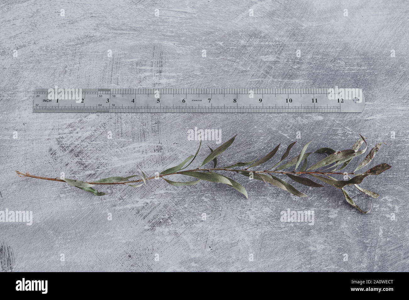 climate change and ecology concept, ruler measuring size of dry branch ...