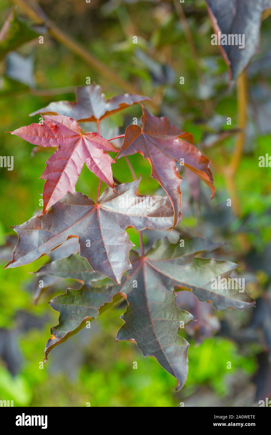 Purple leaves maple hi-res stock photography and images - Alamy