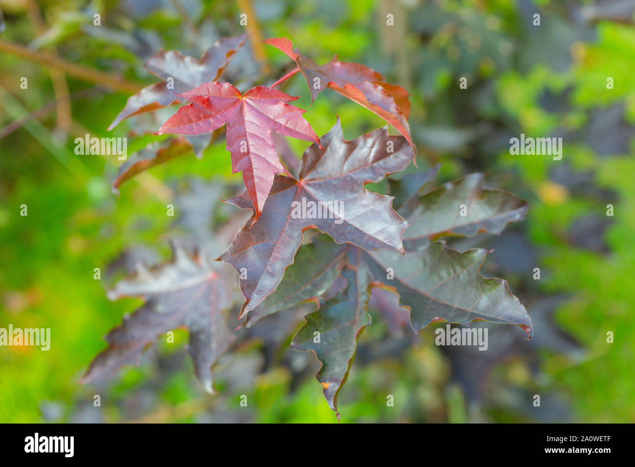 Purple leaves maple hi-res stock photography and images - Alamy