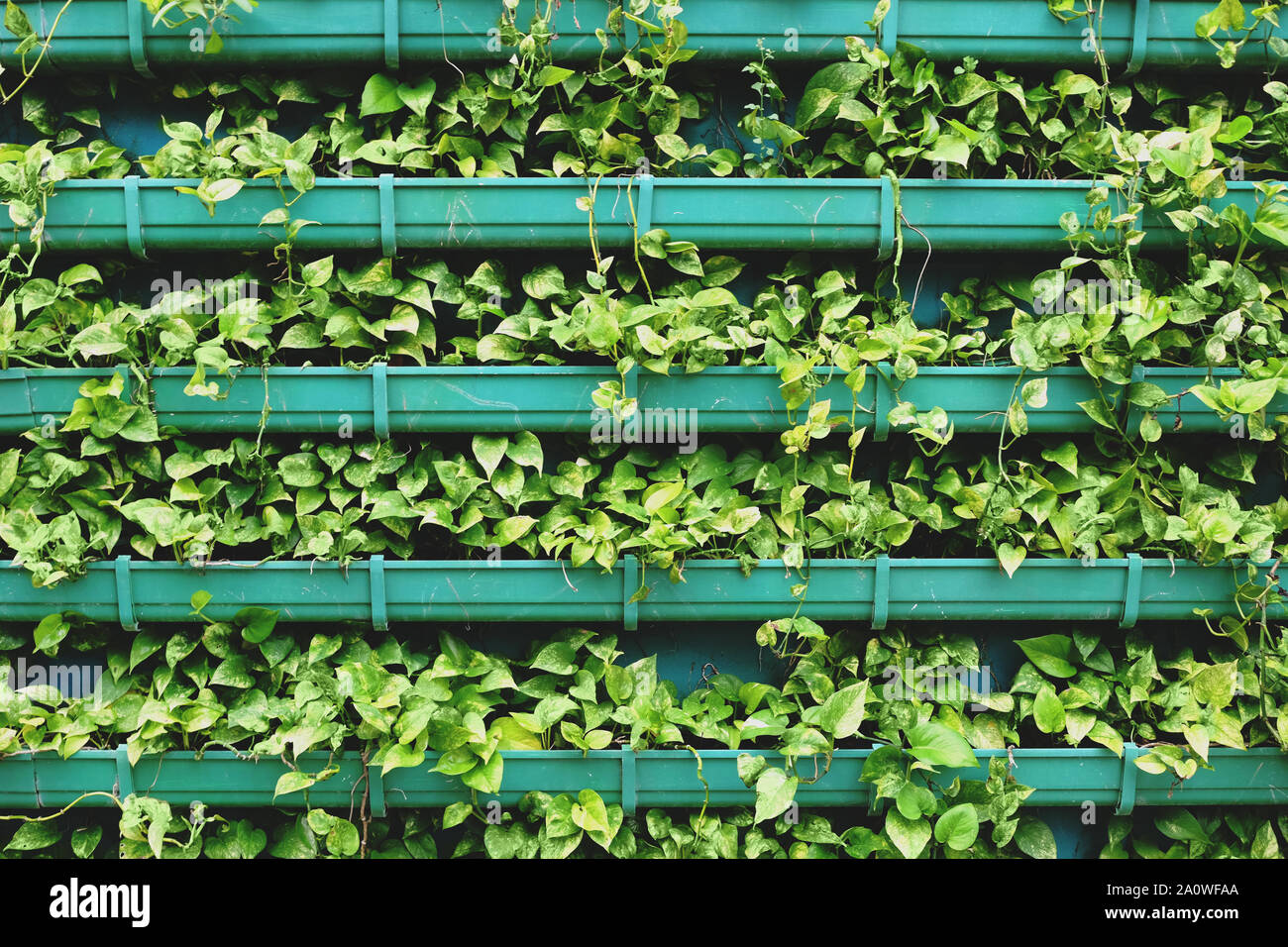 Ivy in plant pot hi-res stock photography and images - Alamy