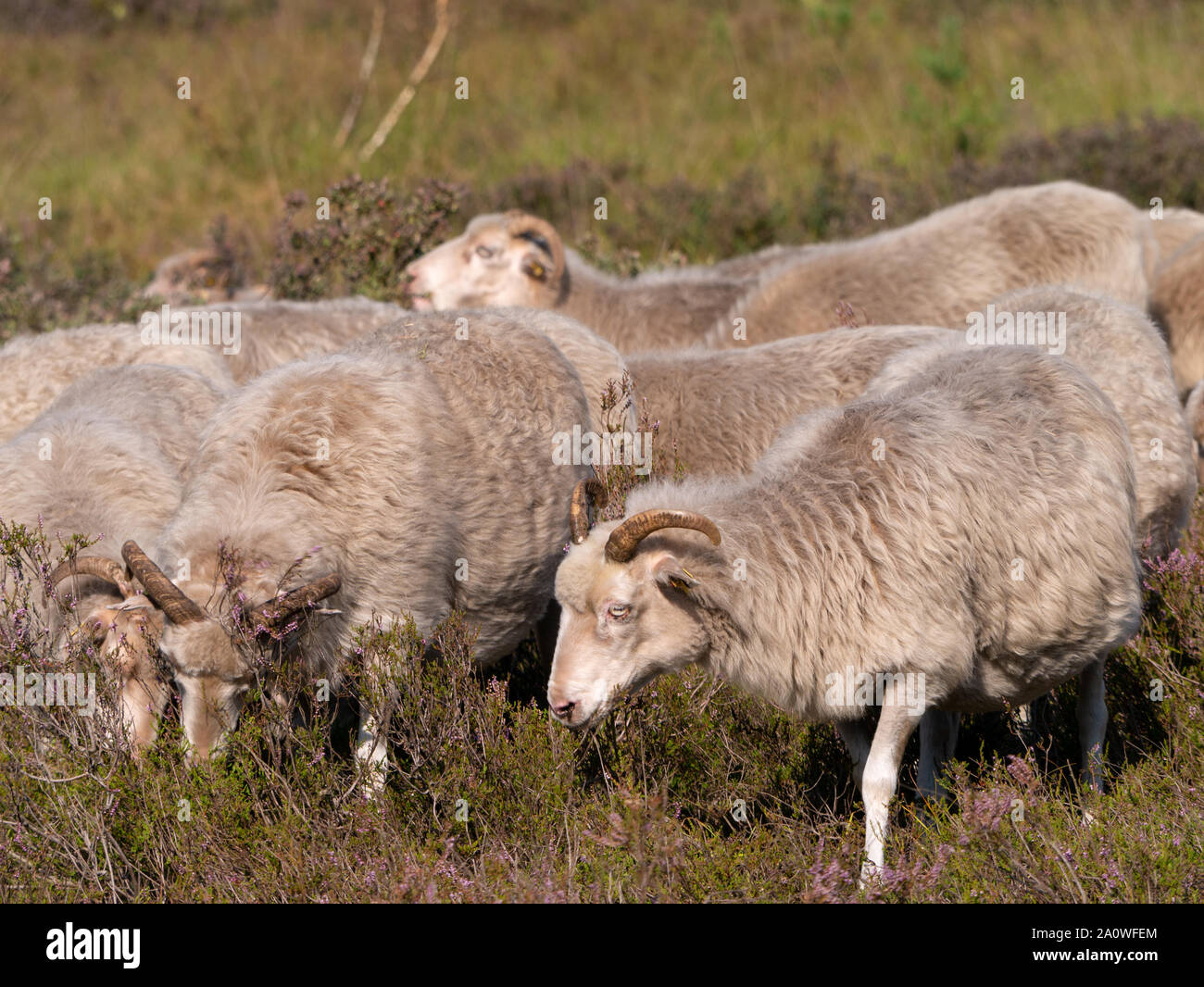 Heathland Sheep High Resolution Stock Photography and Images - Alamy