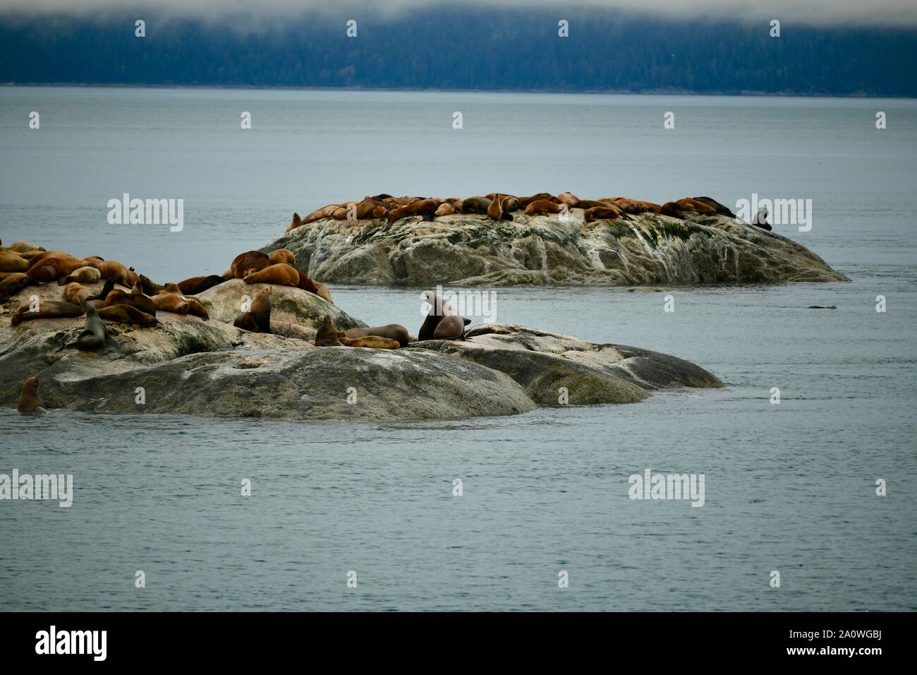 Resting place for seals hi-res stock photography and images - Alamy