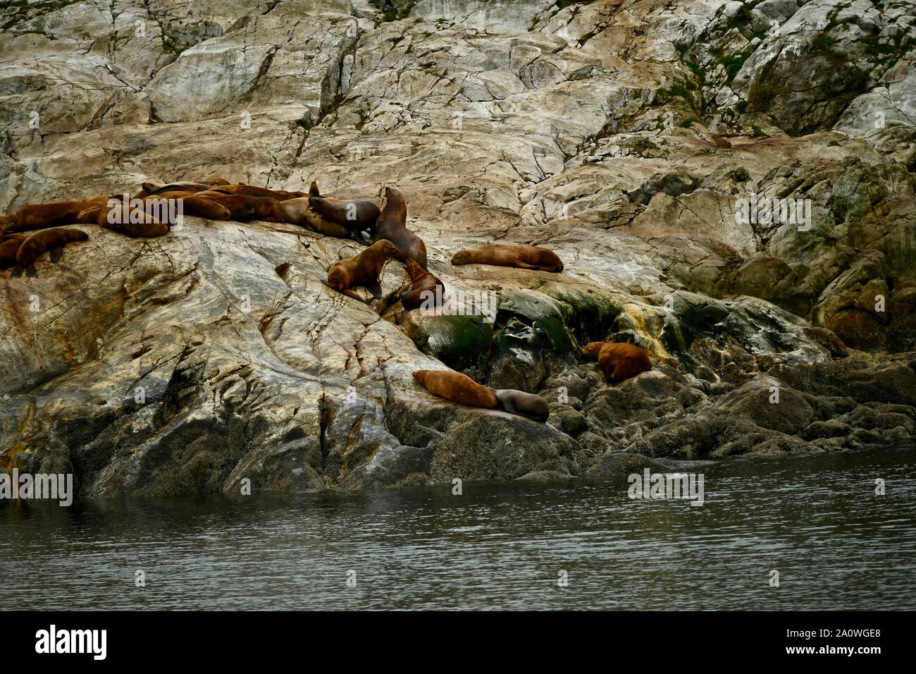 Regarding seals hi-res stock photography and images - Alamy