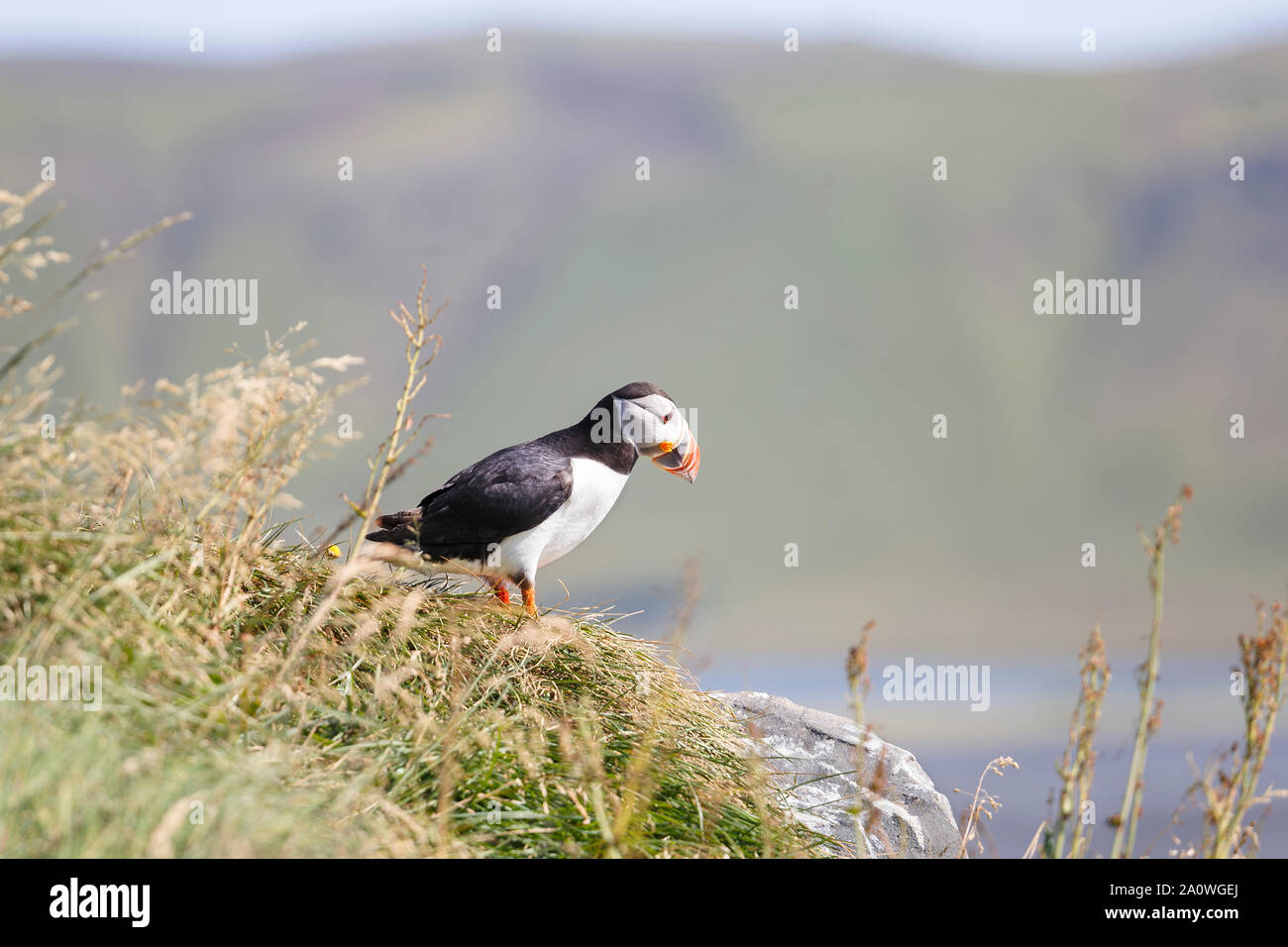 Puffin migration hi-res stock photography and images - Alamy