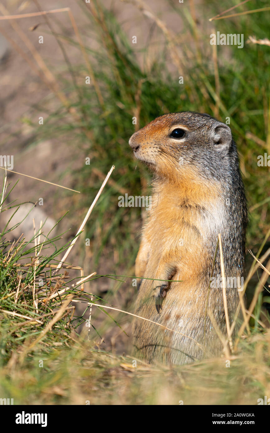 Columbia Ground Squirrel (Urocitellus columbianus) on a meadow ...