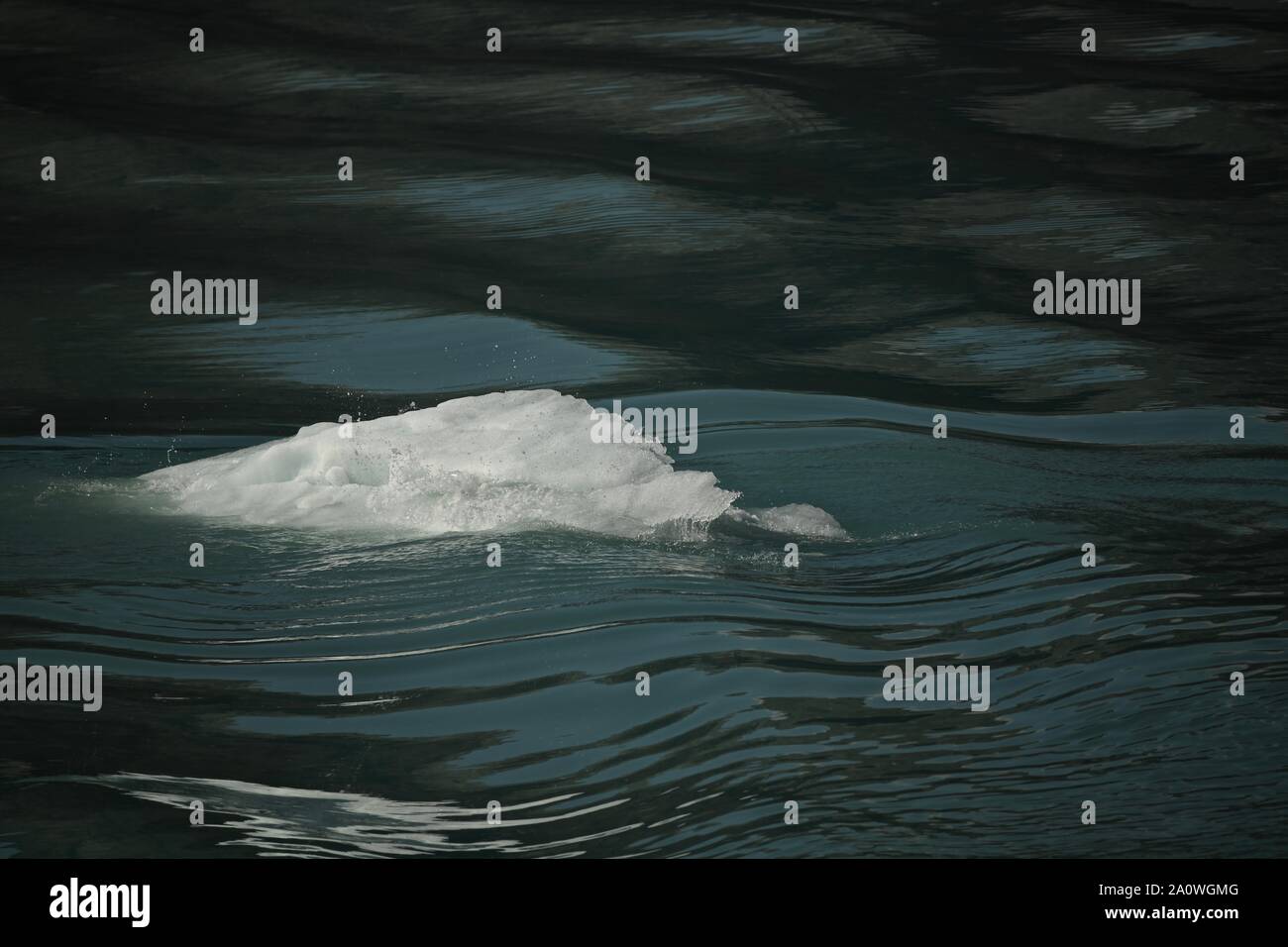 floating ice block reflected in the green waters of Glacier Bay Stock ...