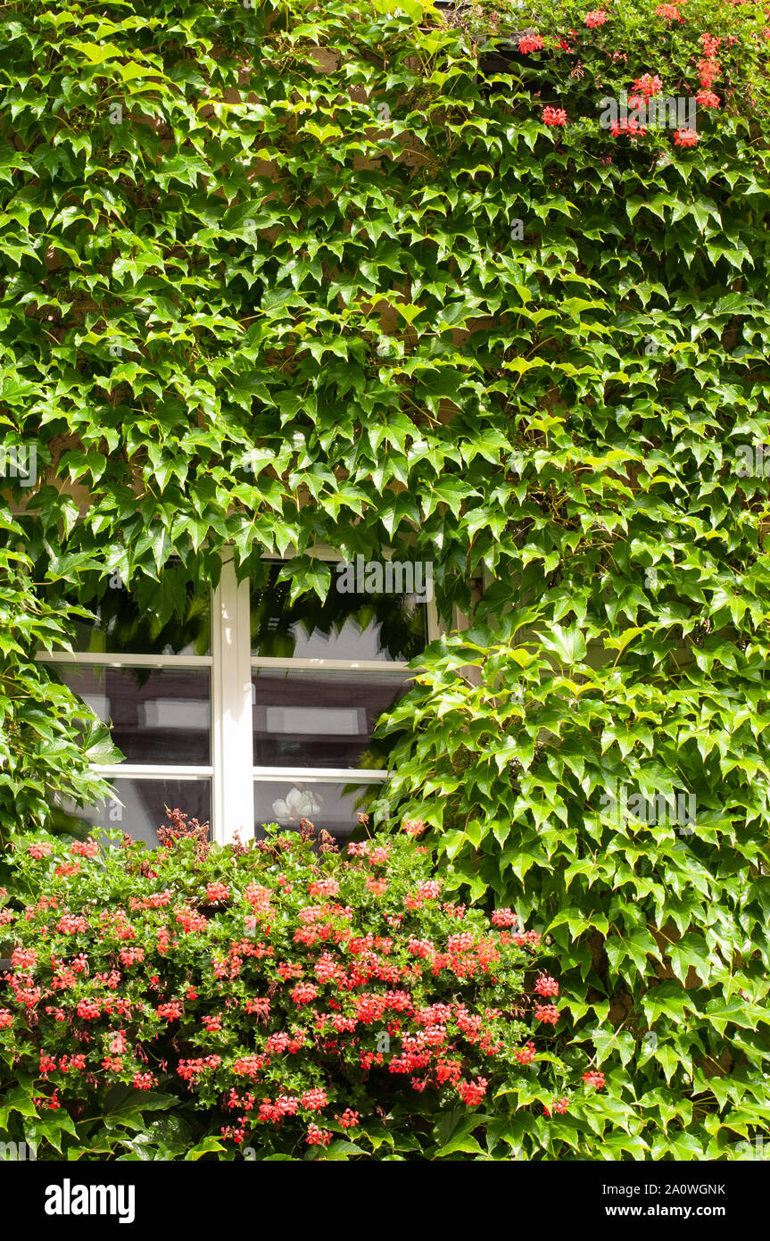 facade with lattice windows and geraniums in flower boxes grown with ...