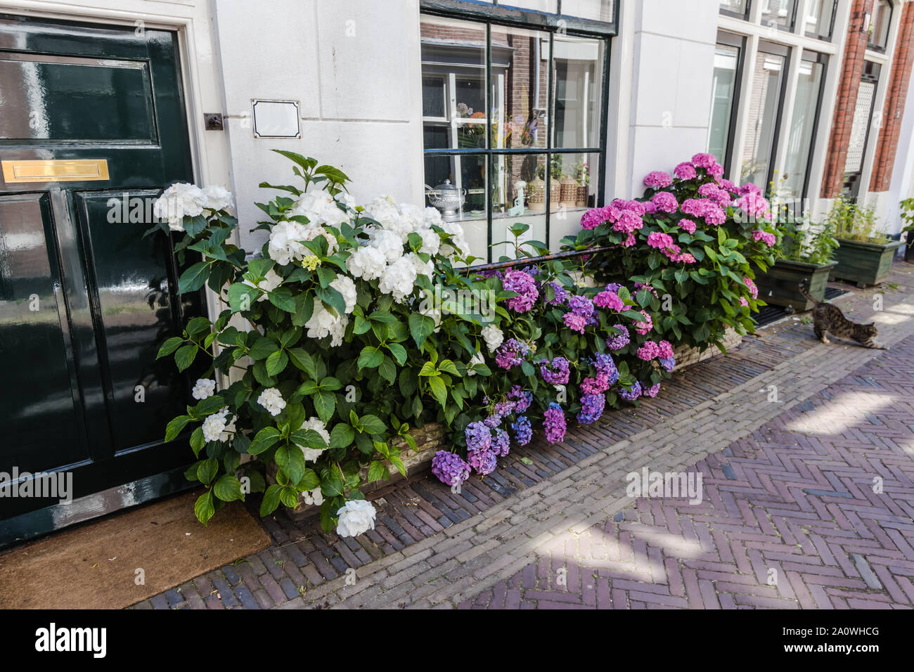 A residential building facade decorated with house plants and flowers ...
