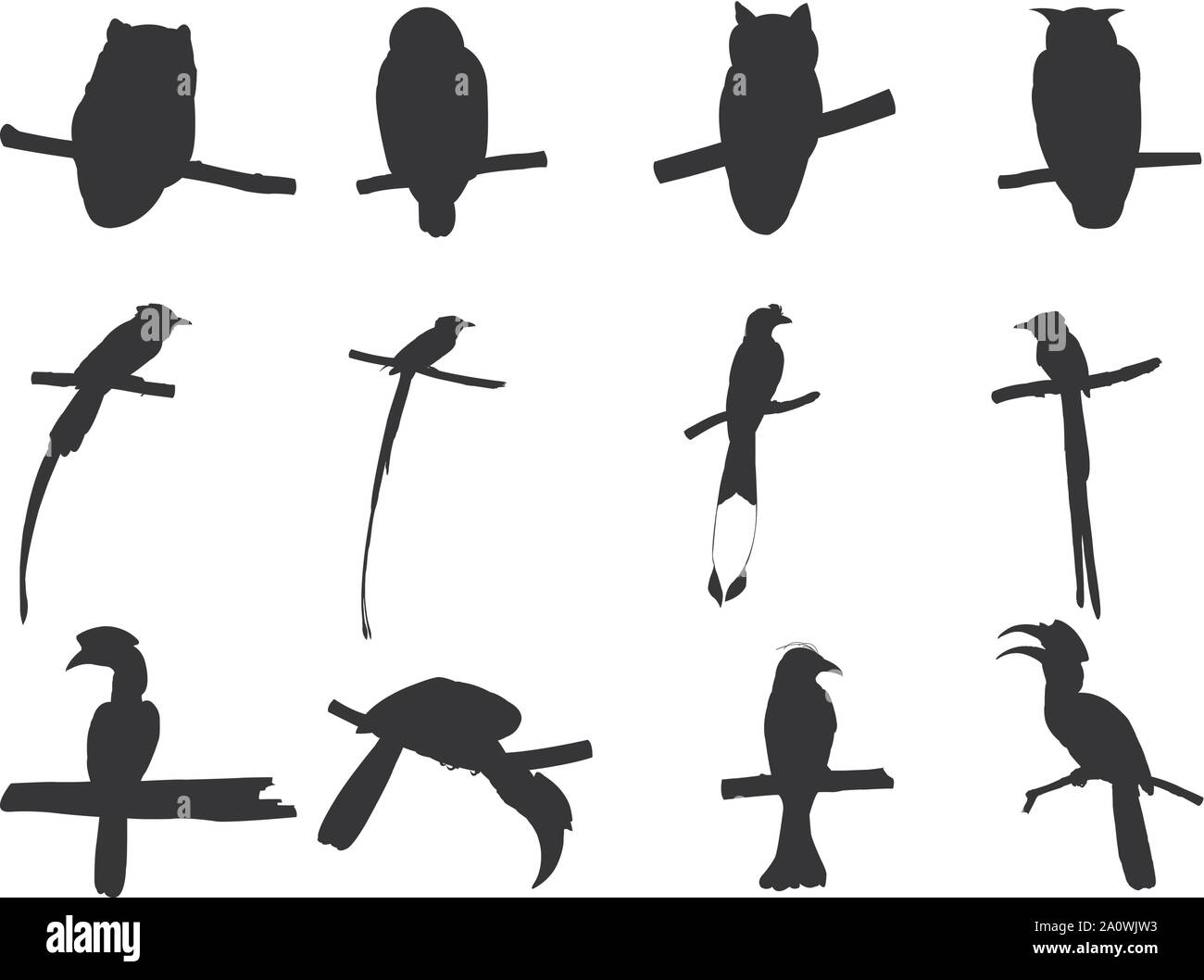 Paradise drongo bird Stock Vector Images - Alamy