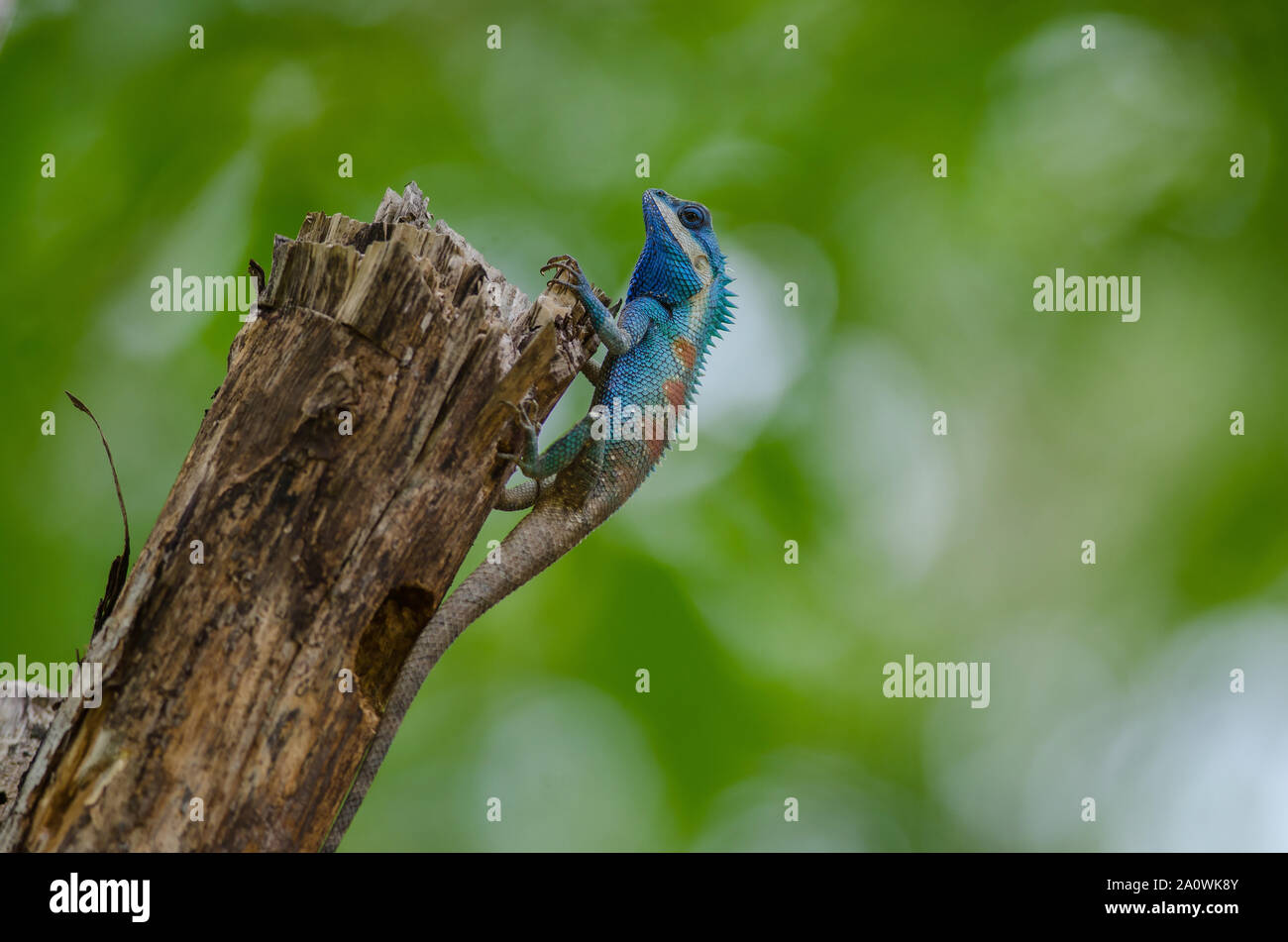 Blue crested lizard hi-res stock photography and images - Alamy