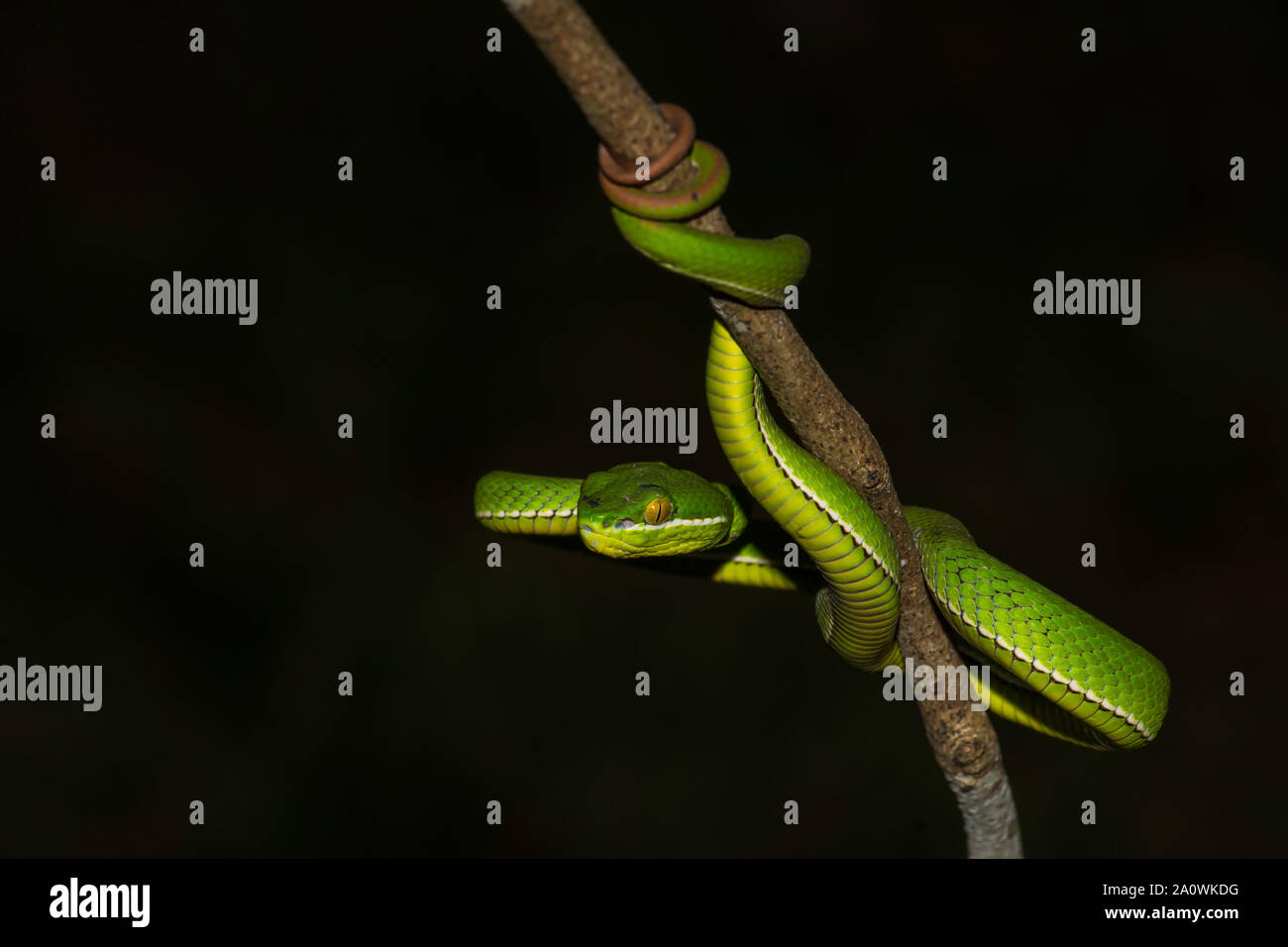 Close up Yellow-lipped Green Pit Viper snake (Trimeresurus ...