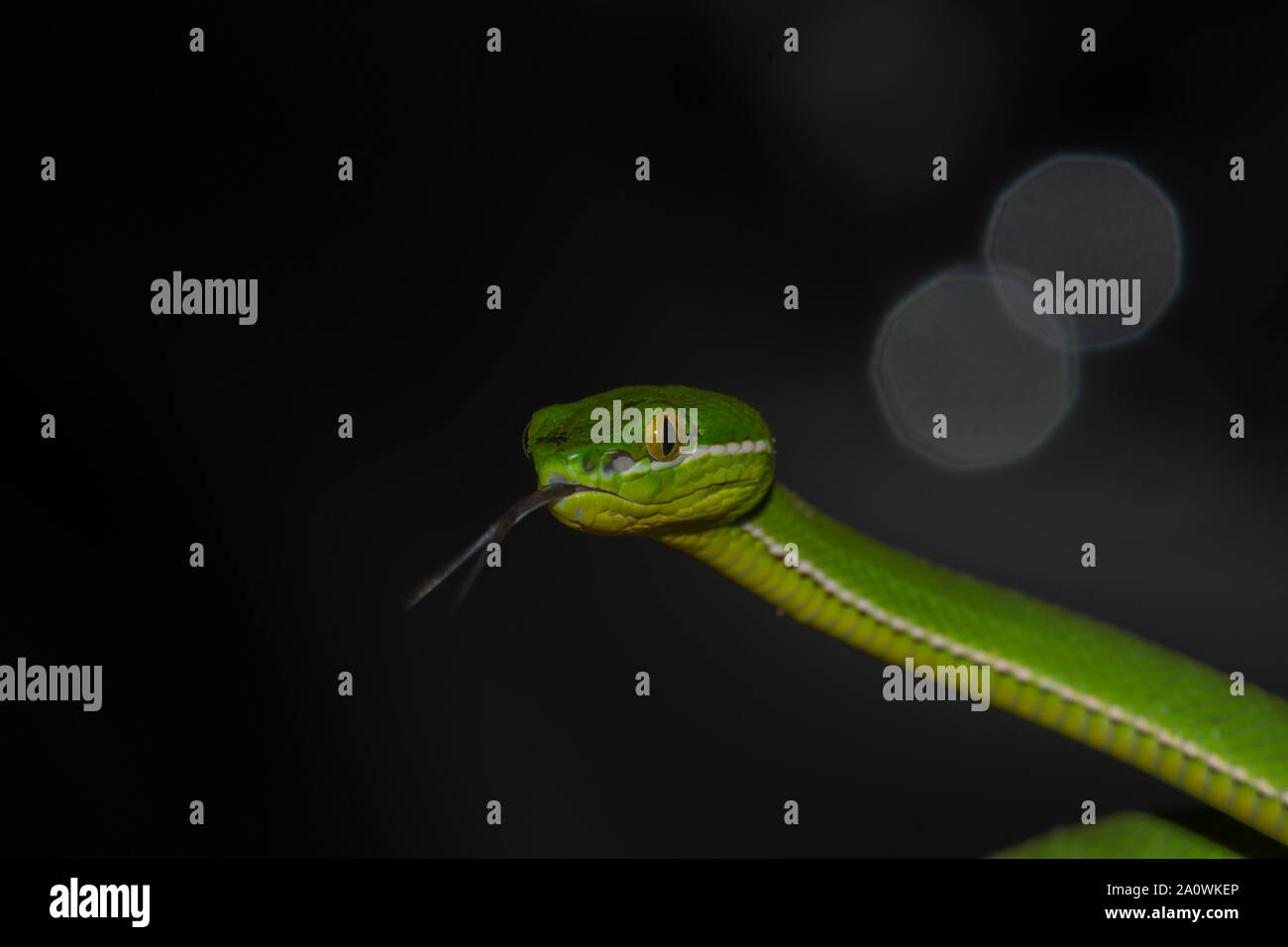 Green pit viper snake hi-res stock photography and images - Alamy