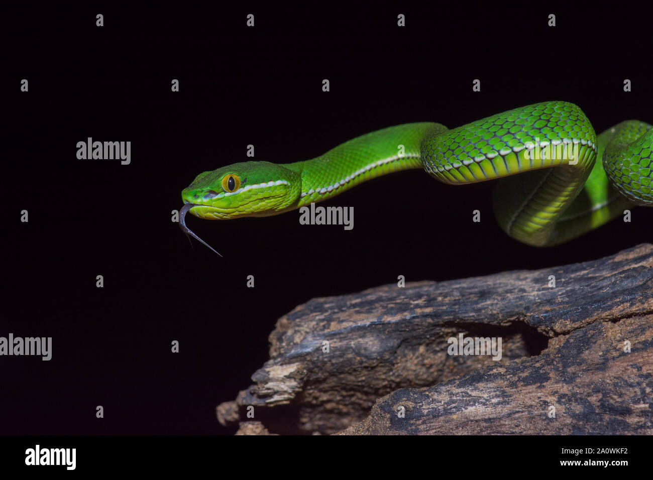Close up Yellow-lipped Green Pit Viper snake (Trimeresurus ...