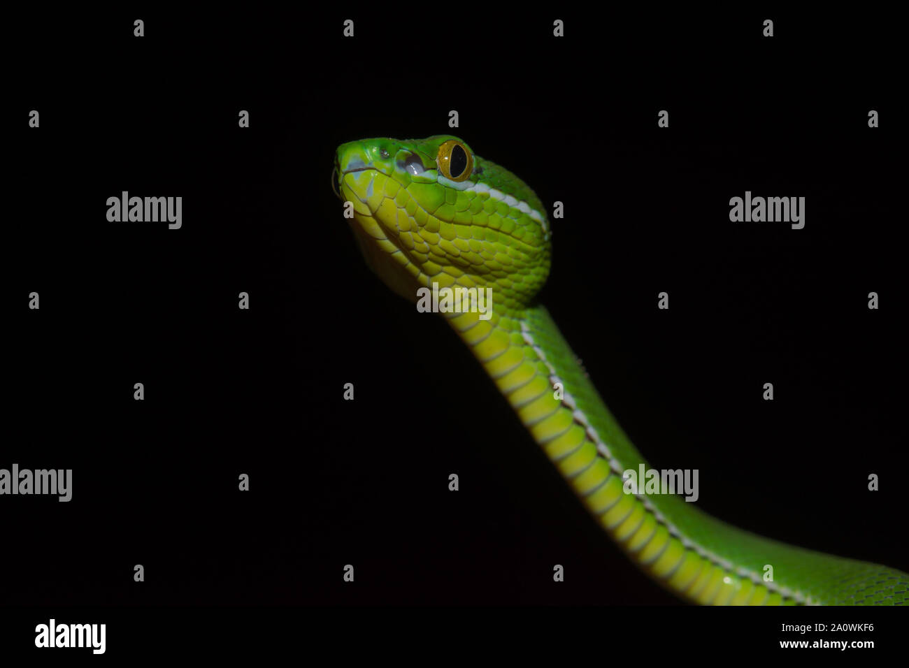 Close up Yellow-lipped Green Pit Viper snake (Trimeresurus ...
