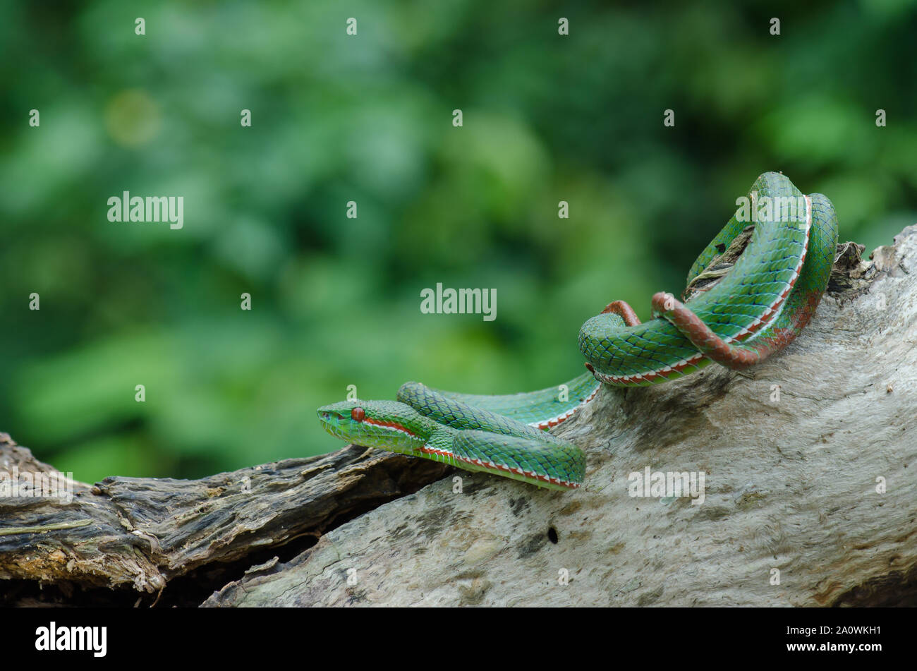 Popeia popeiorum hi-res stock photography and images - Alamy