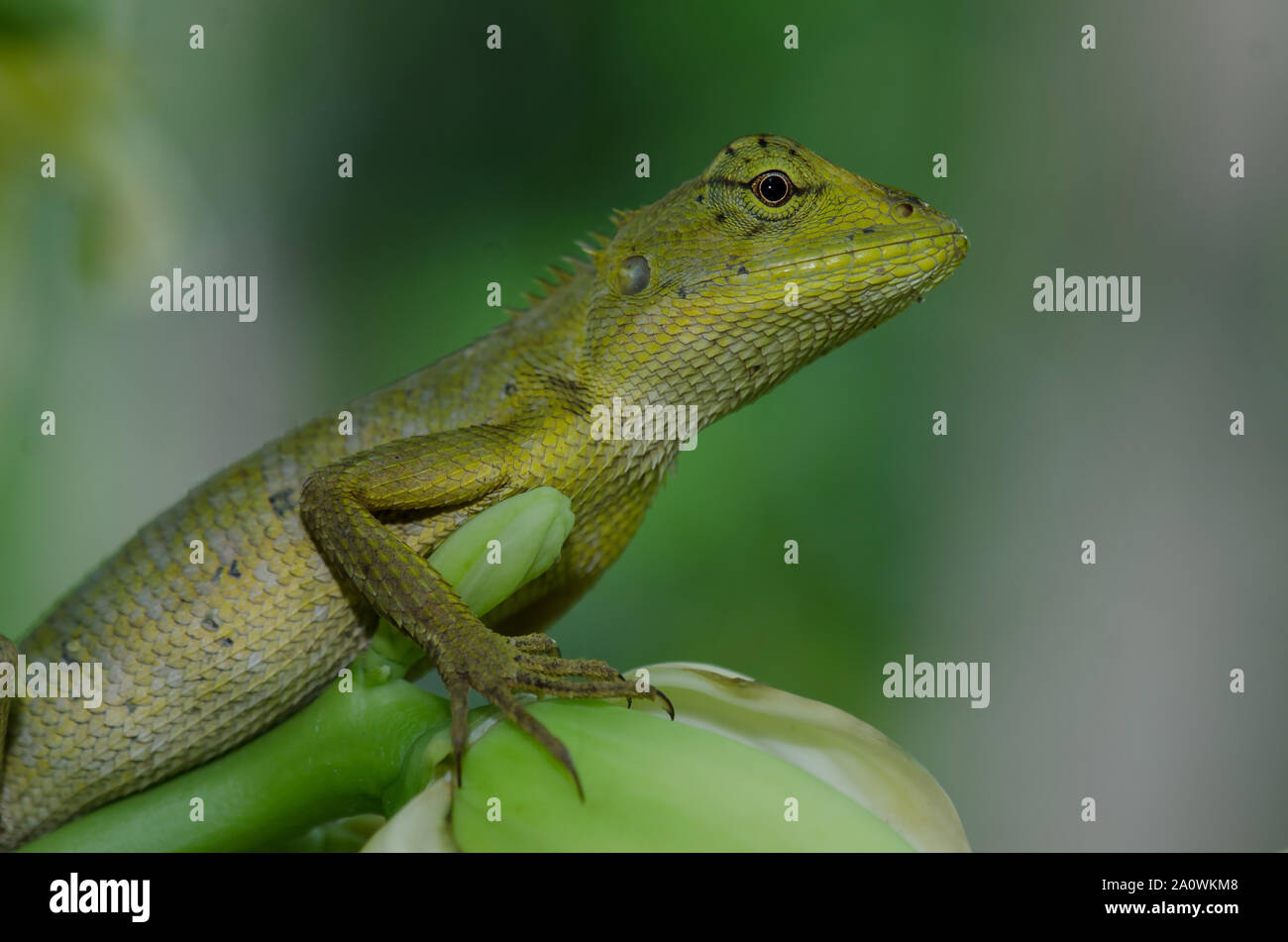Oriental Garden Lizard sitting on tree bark (Calotes versicolor Stock ...