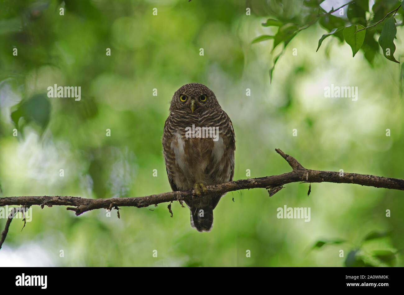 Asian Barred Owlet (Glaucidium cuculoides) on tree in nature Stock ...