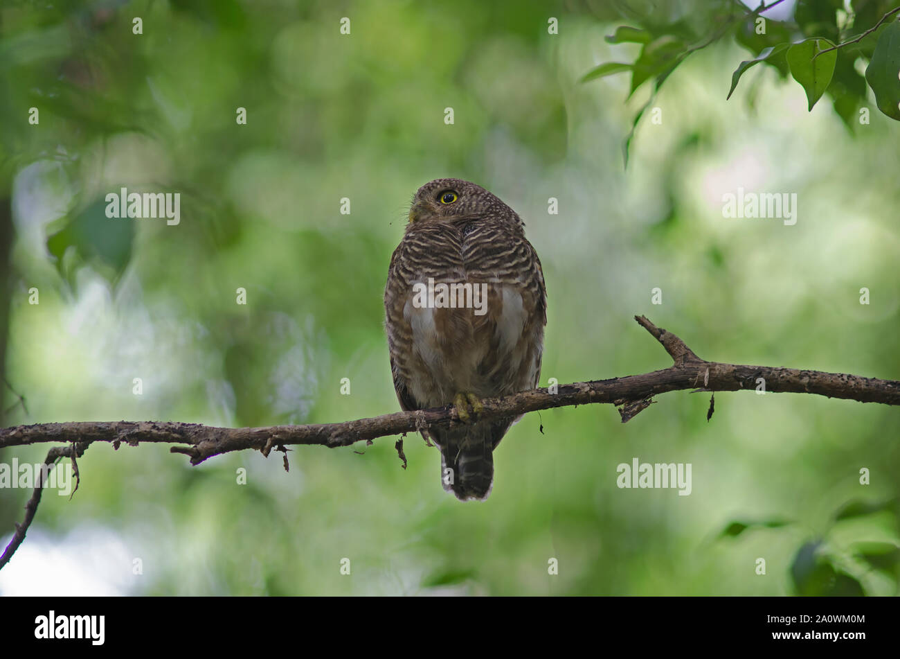 Asian Barred Owlet (Glaucidium cuculoides) on tree in nature Stock ...