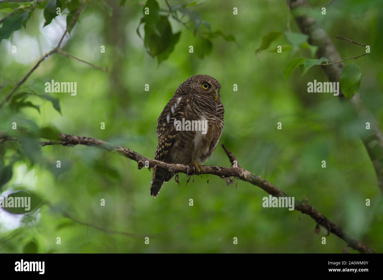 Asian Barred Owlet (Glaucidium cuculoides) on tree in nature Stock ...
