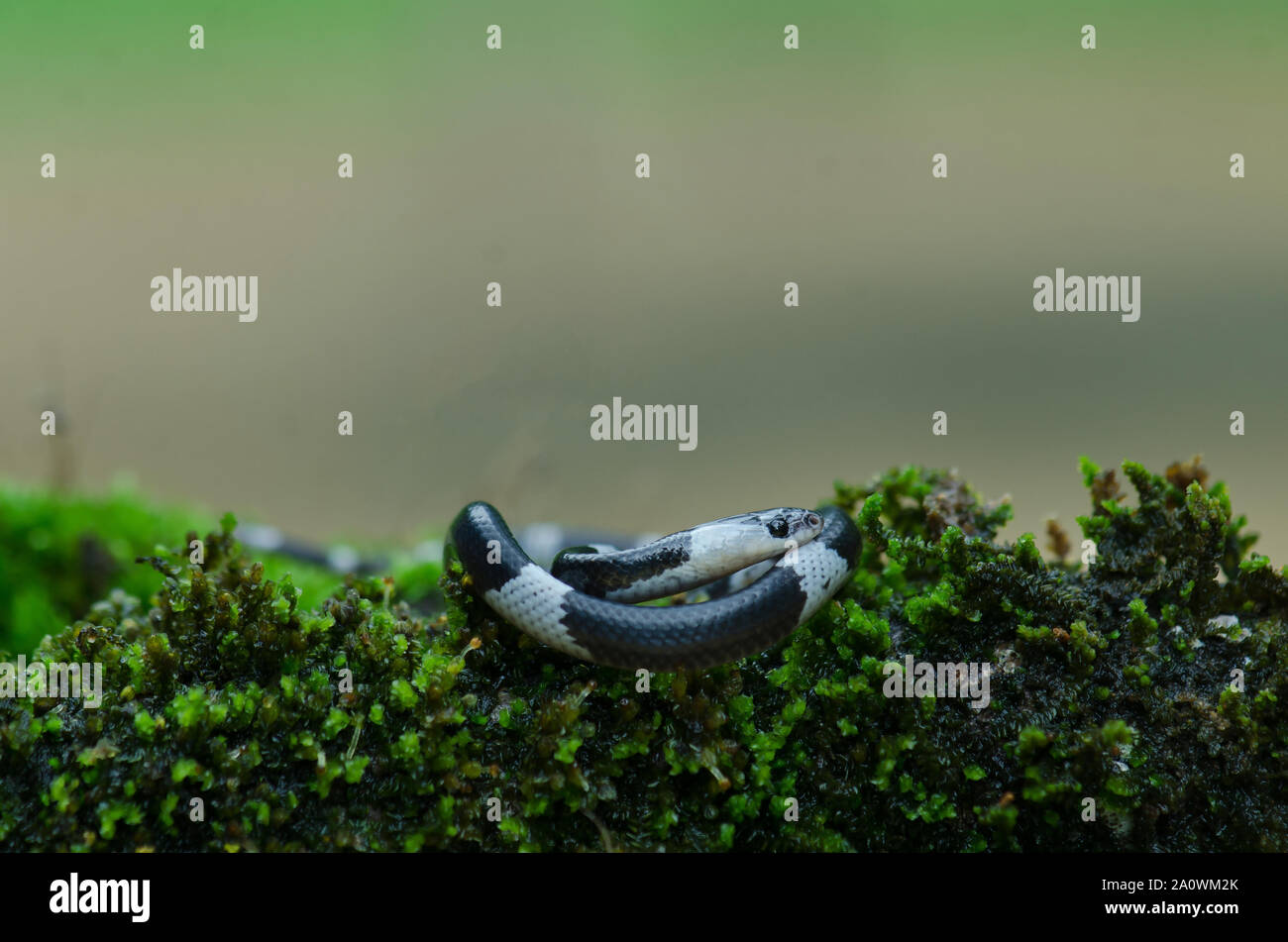 Malayan Banded Wolf Snake on tree in nature, or common bridle snake ...