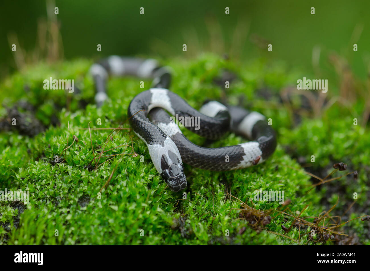 Malayan Banded Wolf Snake on tree in nature, or common bridle snake ...