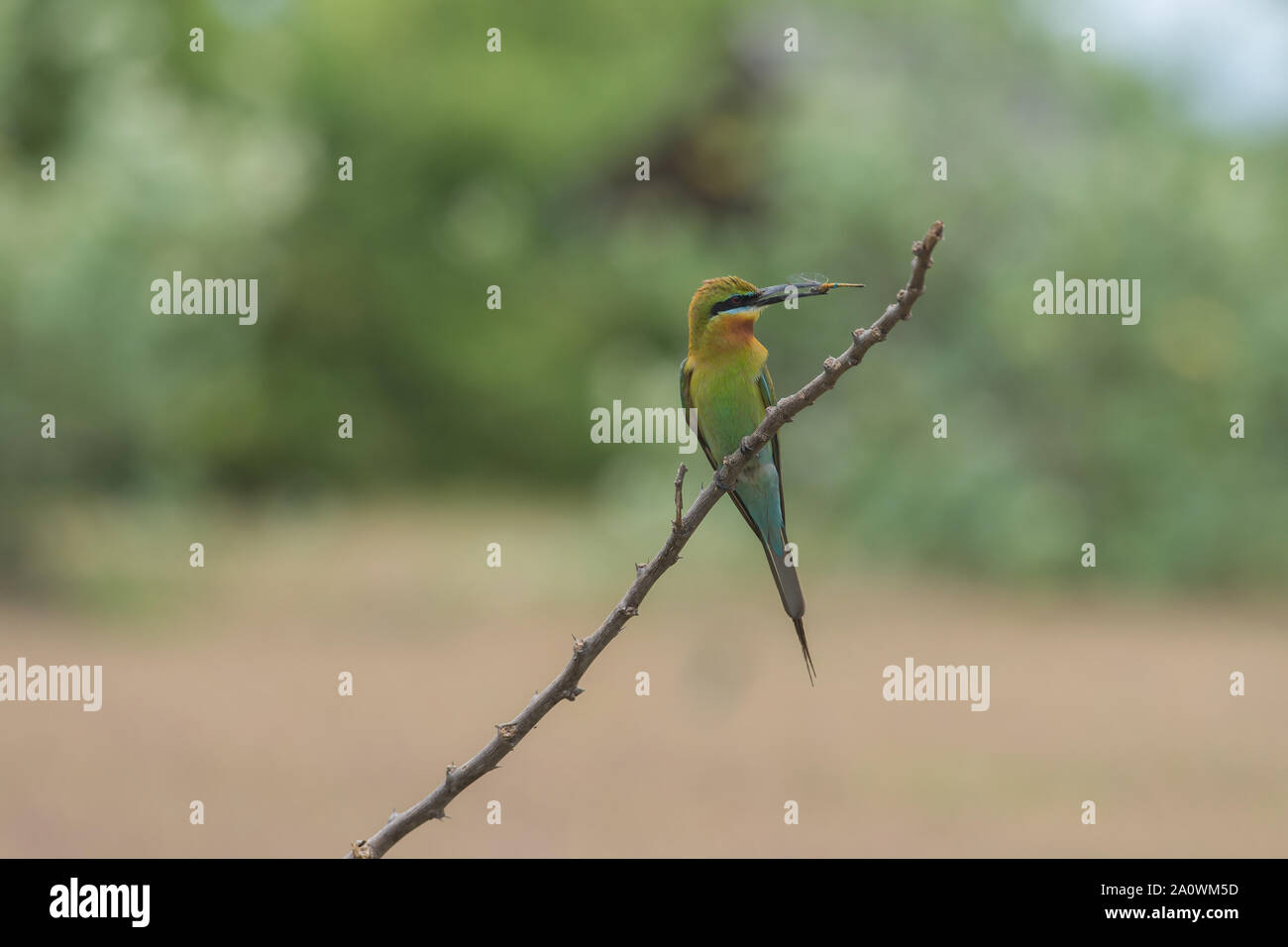 beautiful bird Blue tailed Bee eater on a branch.(Merops philippinus Stock Photo - Alamy