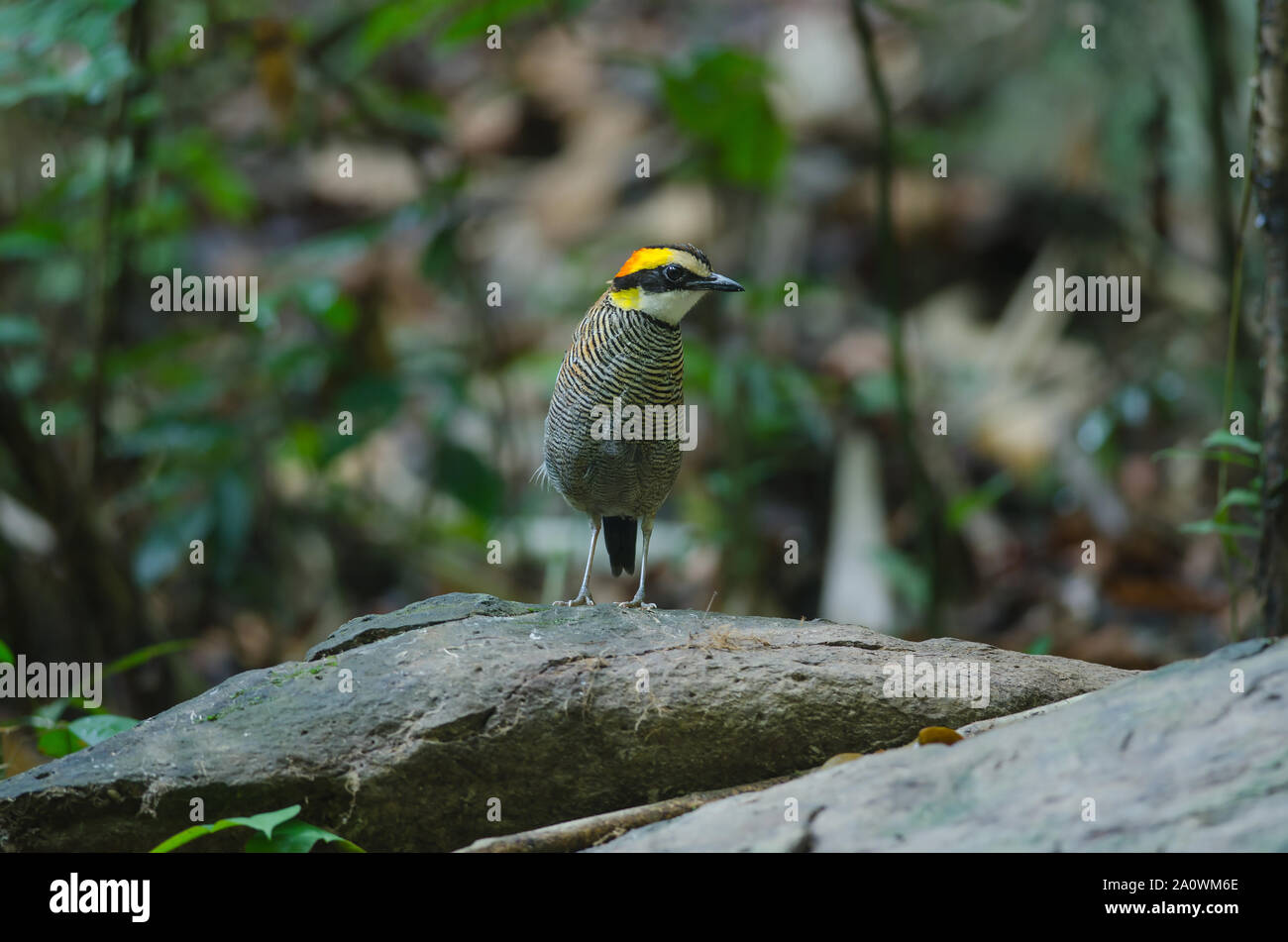 Beautiful female of Malayan Banded Pitta ( Hydrornis irena) in nature ...