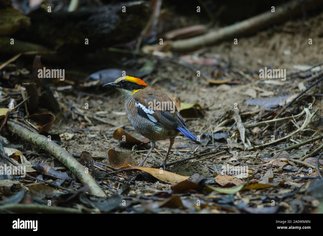 Beautiful female of Malayan Banded Pitta ( Hydrornis irena) in nature ...
